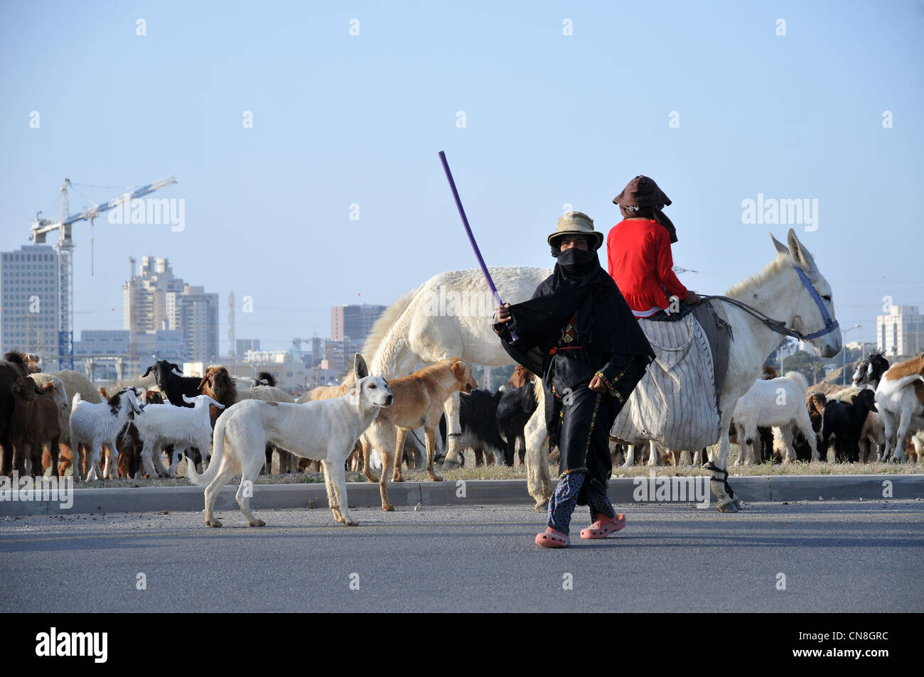 Bedouin near Beer- Sheva, Israel Stock Photo - Alamy
