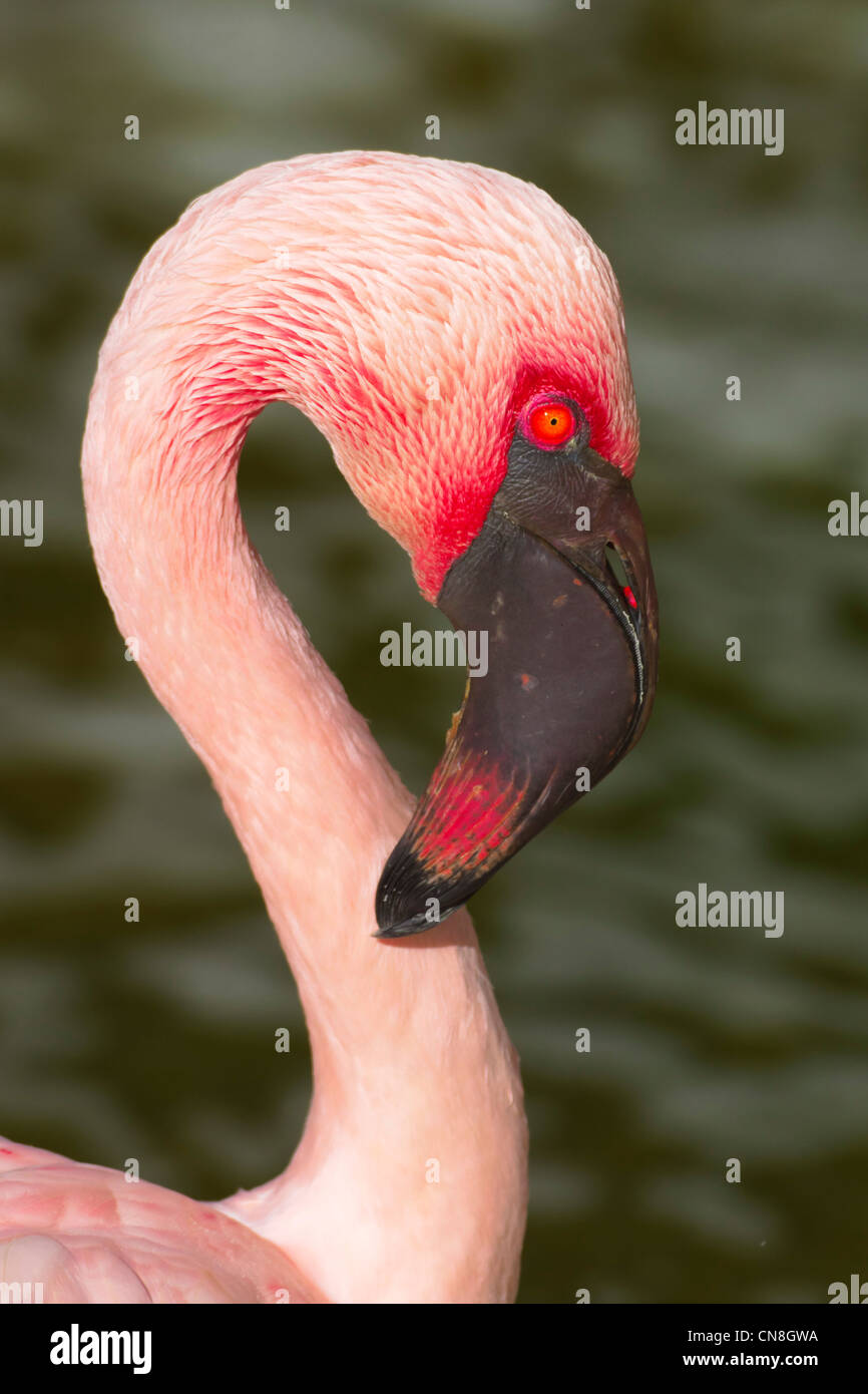 Pink flamingo head Stock Photo - Alamy