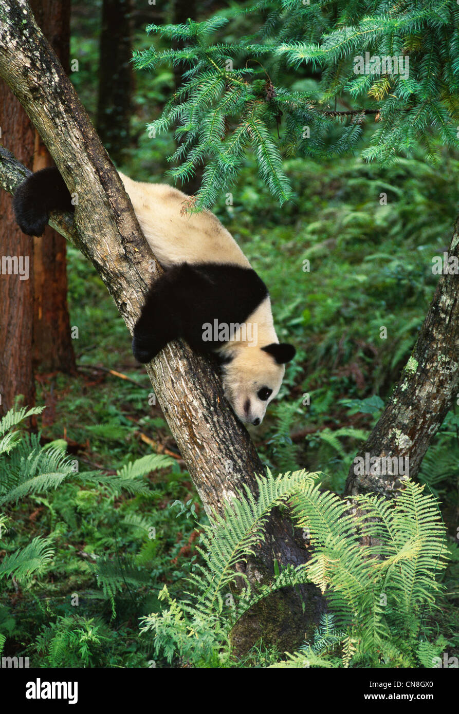 Panda climb up hi-res stock photography and images - Alamy