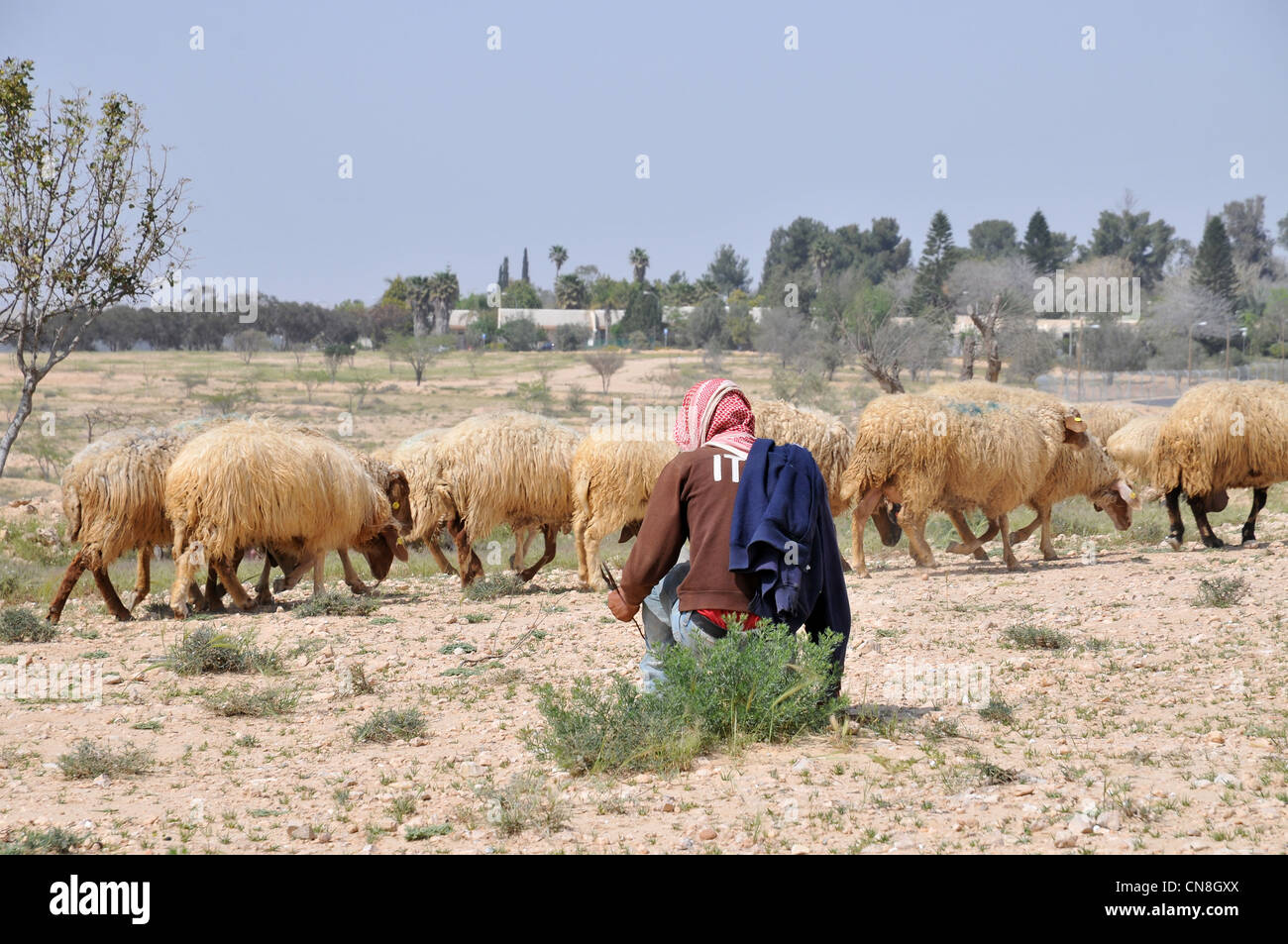 Bedouin near Beer- Sheva, Israel Stock Photo - Alamy