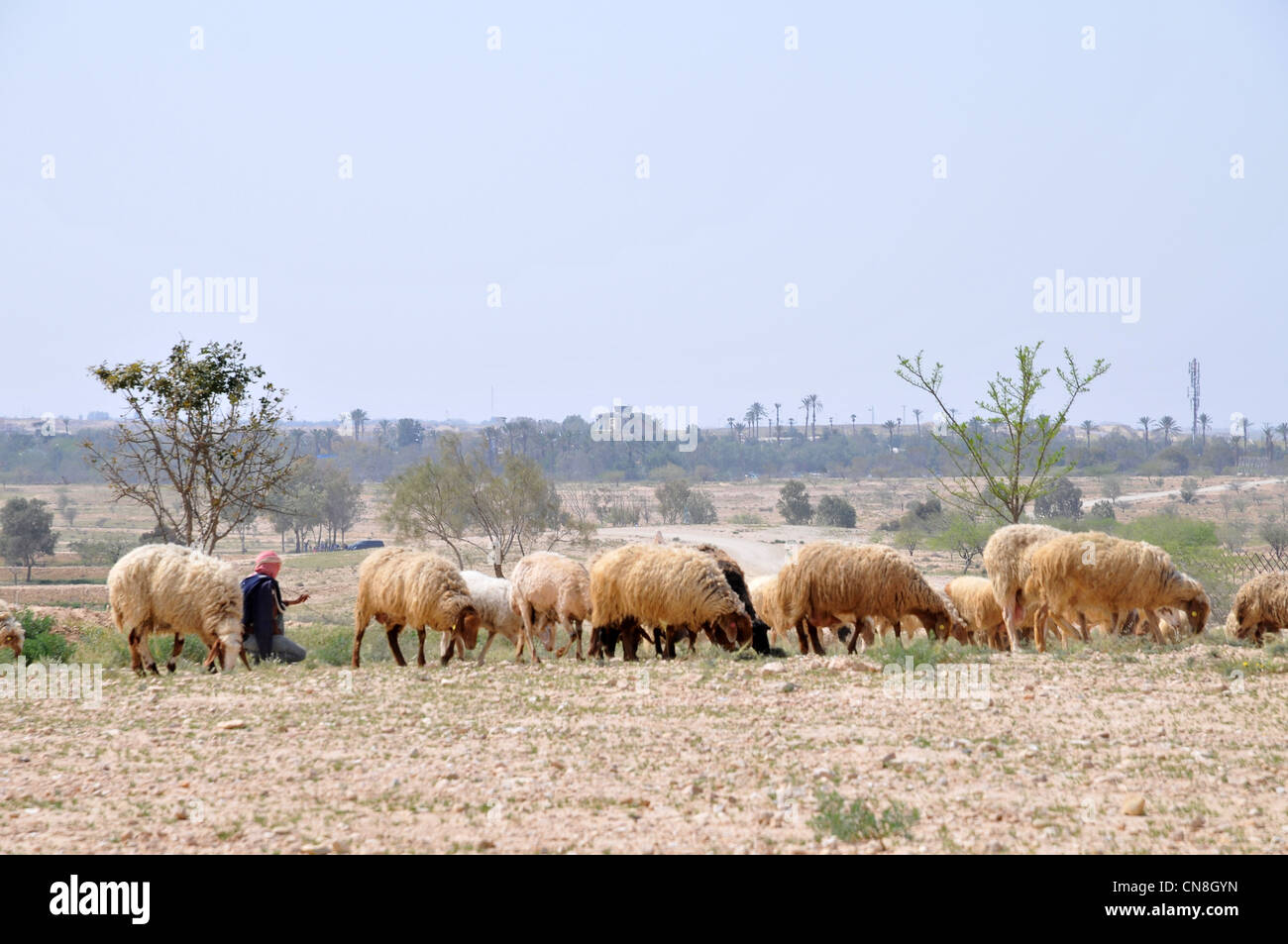 Bedouin near Beer- Sheva, Israel Stock Photo - Alamy