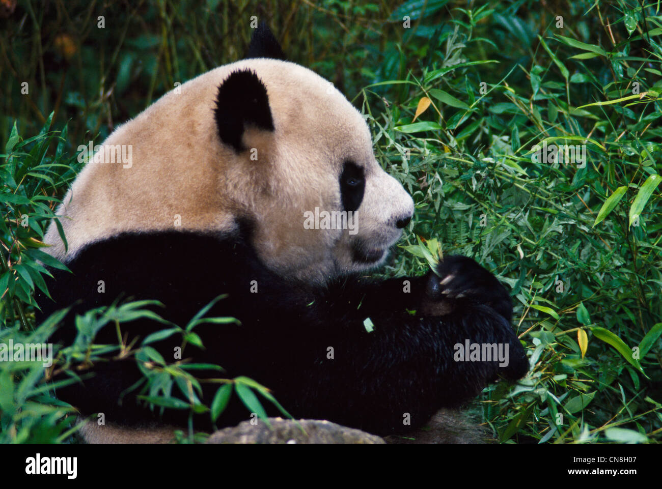 Giant Panda eating bamboo in the bush, Wolong, Sichuan, China Stock ...