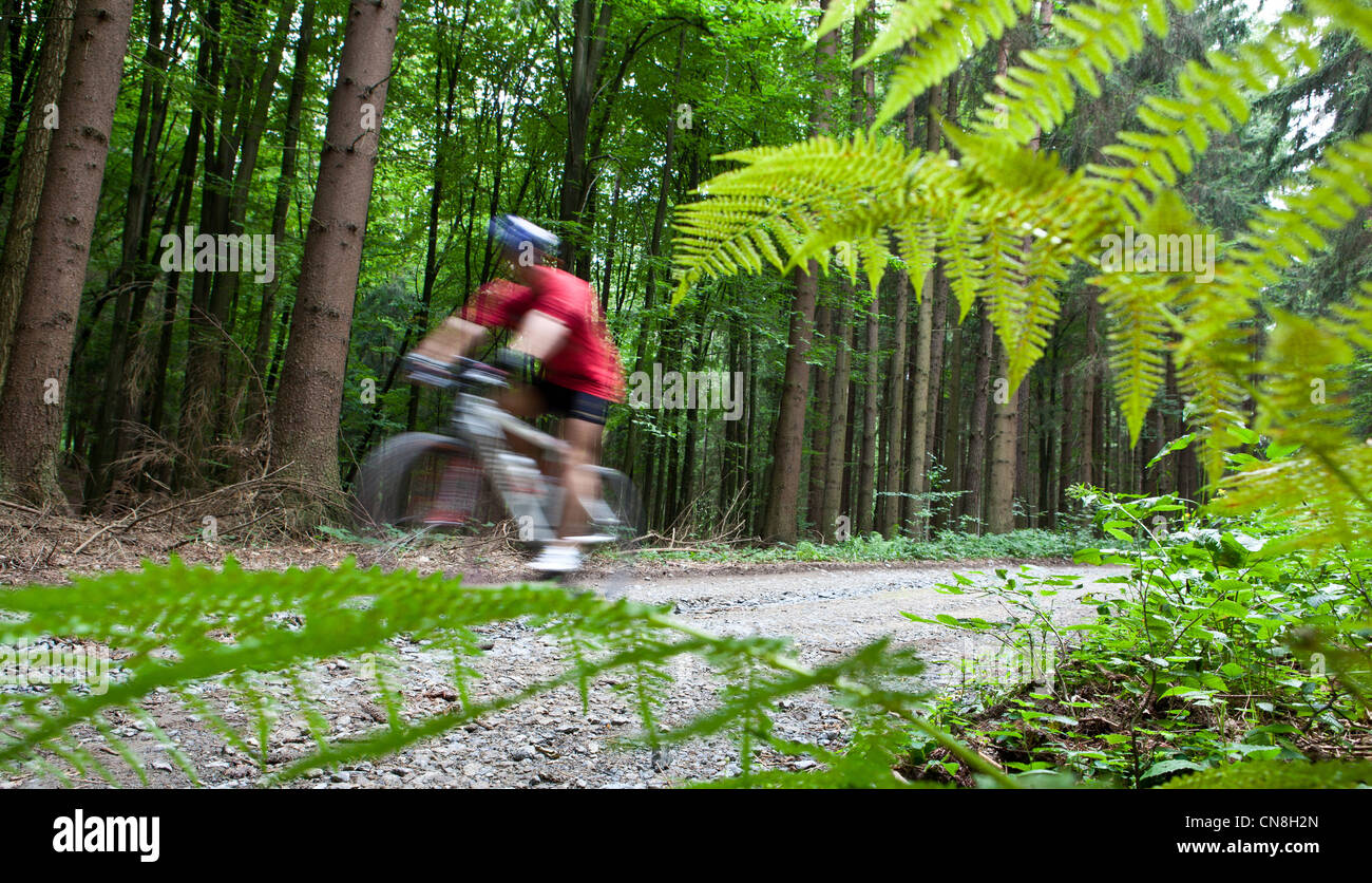 Mountain biking in a forest - biker on a forest biking trail going fast ...