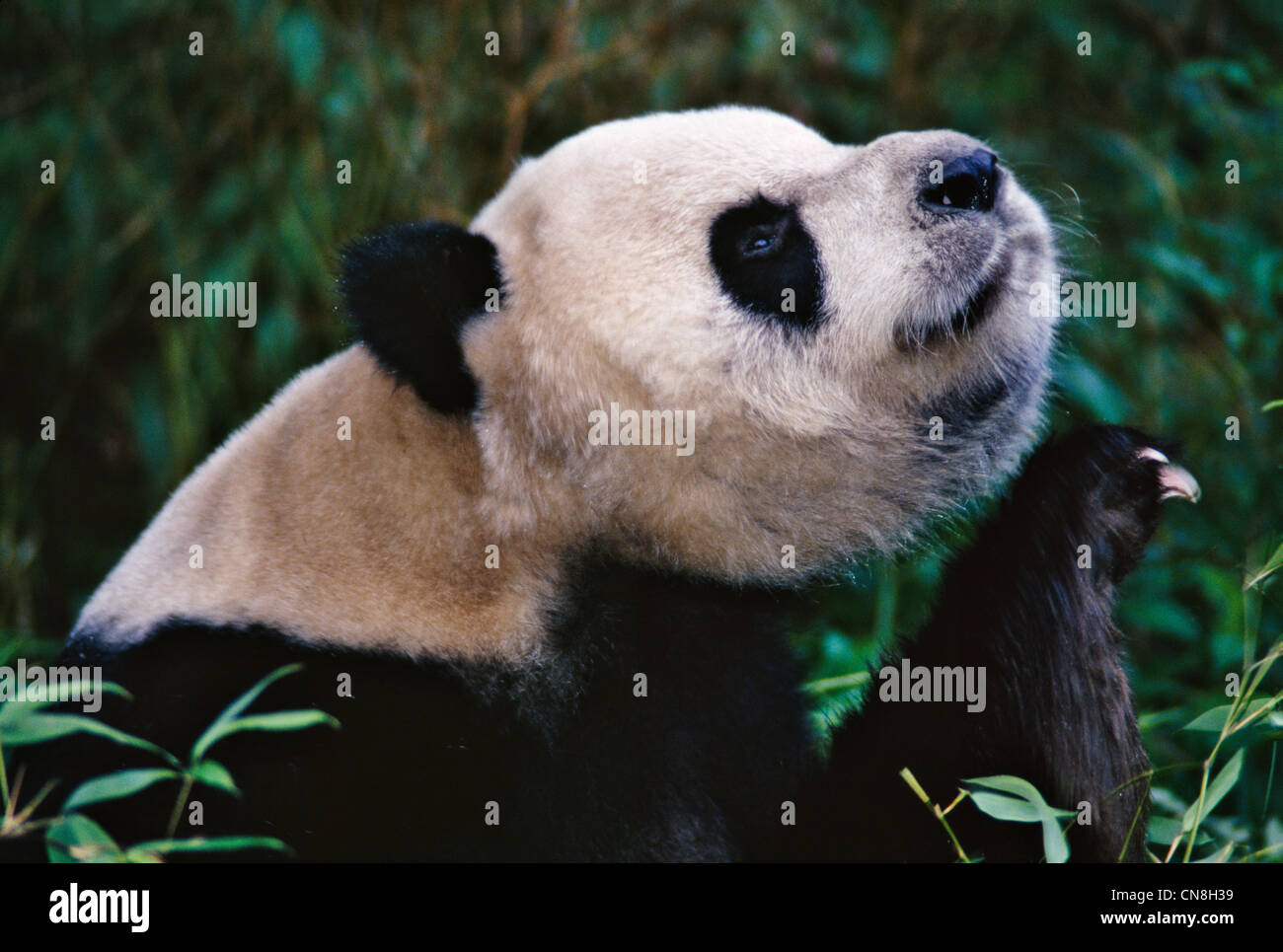 Giant Panda eating bamboo in the bush, Wolong, Sichuan, China Stock ...
