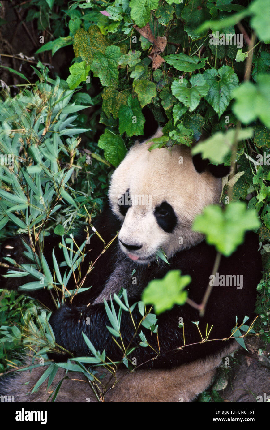 Baby pandas eating hi-res stock photography and images - Alamy