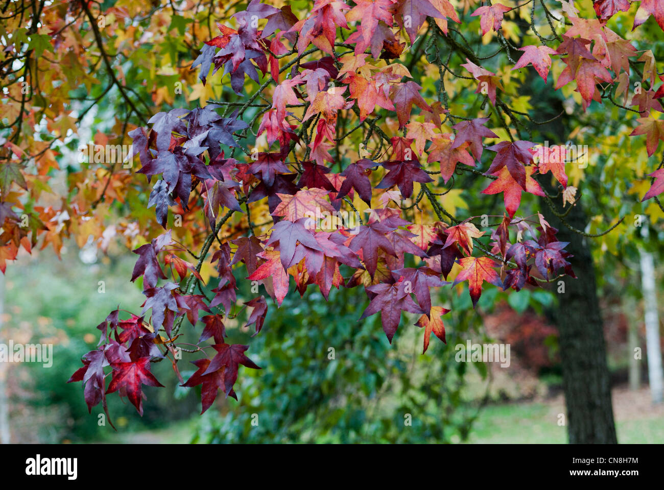 Liquidambar styraciflua hi-res stock photography and images - Alamy