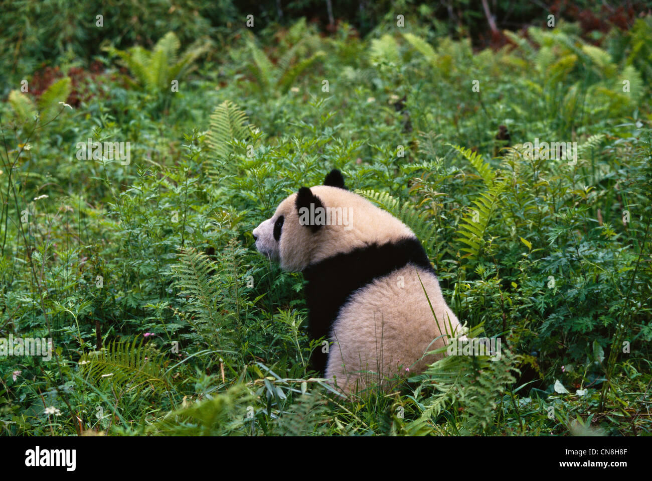 Giant Panda cub in the bush, Wolong, Sichuan, China Stock Photo - Alamy