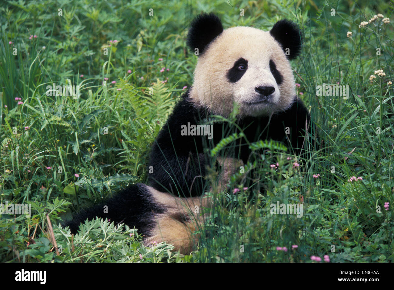 Giant panda in the grass, Wolong Valley, Sichuan Province, China Stock ...