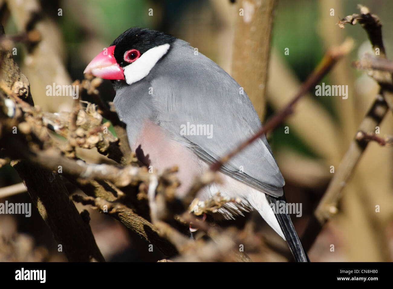 Java sparrow or finch, Padda oryzivora Stock Photo - Alamy