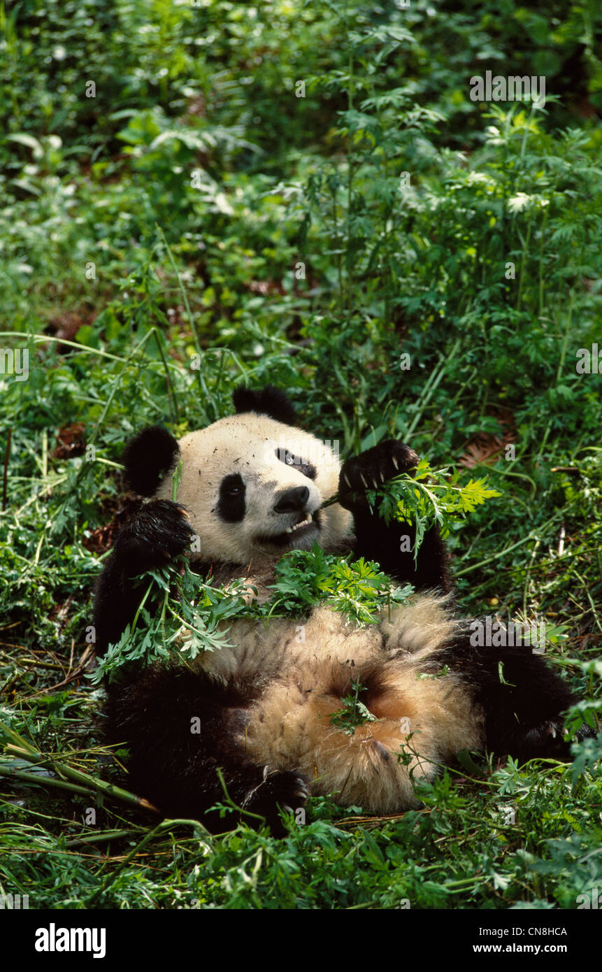 Giant Panda eating bamboo in the bush, Wolong, Sichuan, China Stock ...