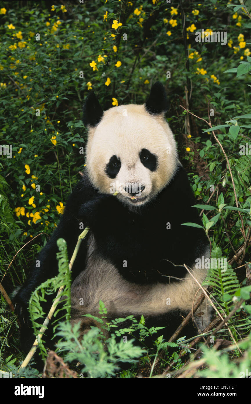 Giant Panda cub eating bamboo in the bush, Wolong, Sichuan, China Stock ...