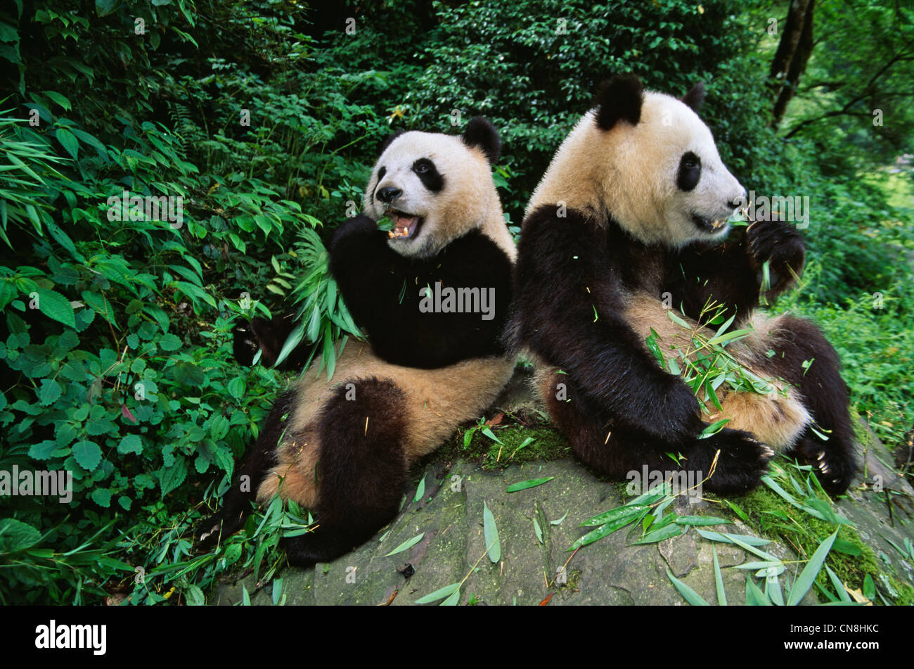 Two panda cubs eating bamboo, Wolong, Sichuan, China Stock Photo - Alamy
