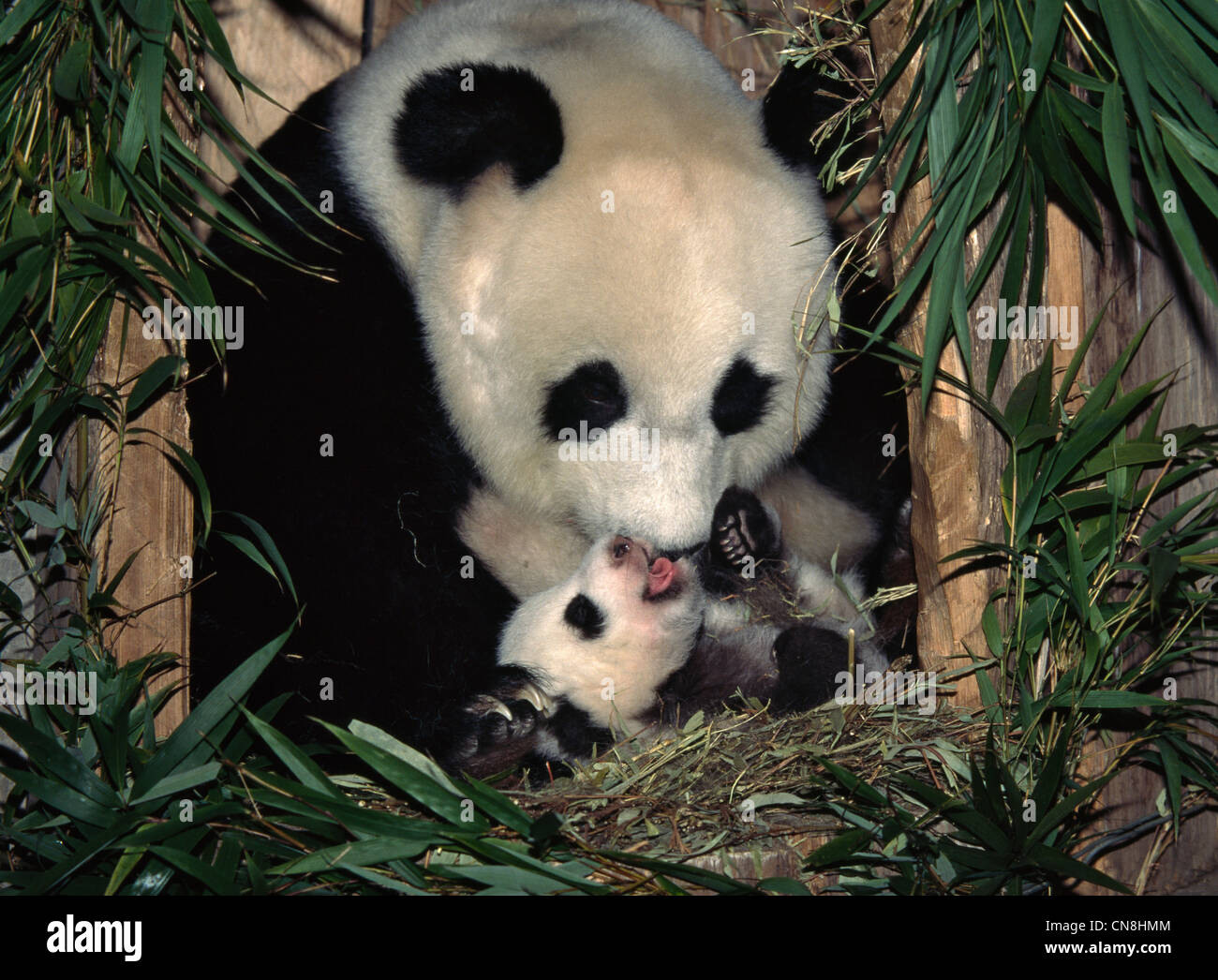 Mother panda with cub in the den, Wolong, Sichuan, China Stock Photo ...
