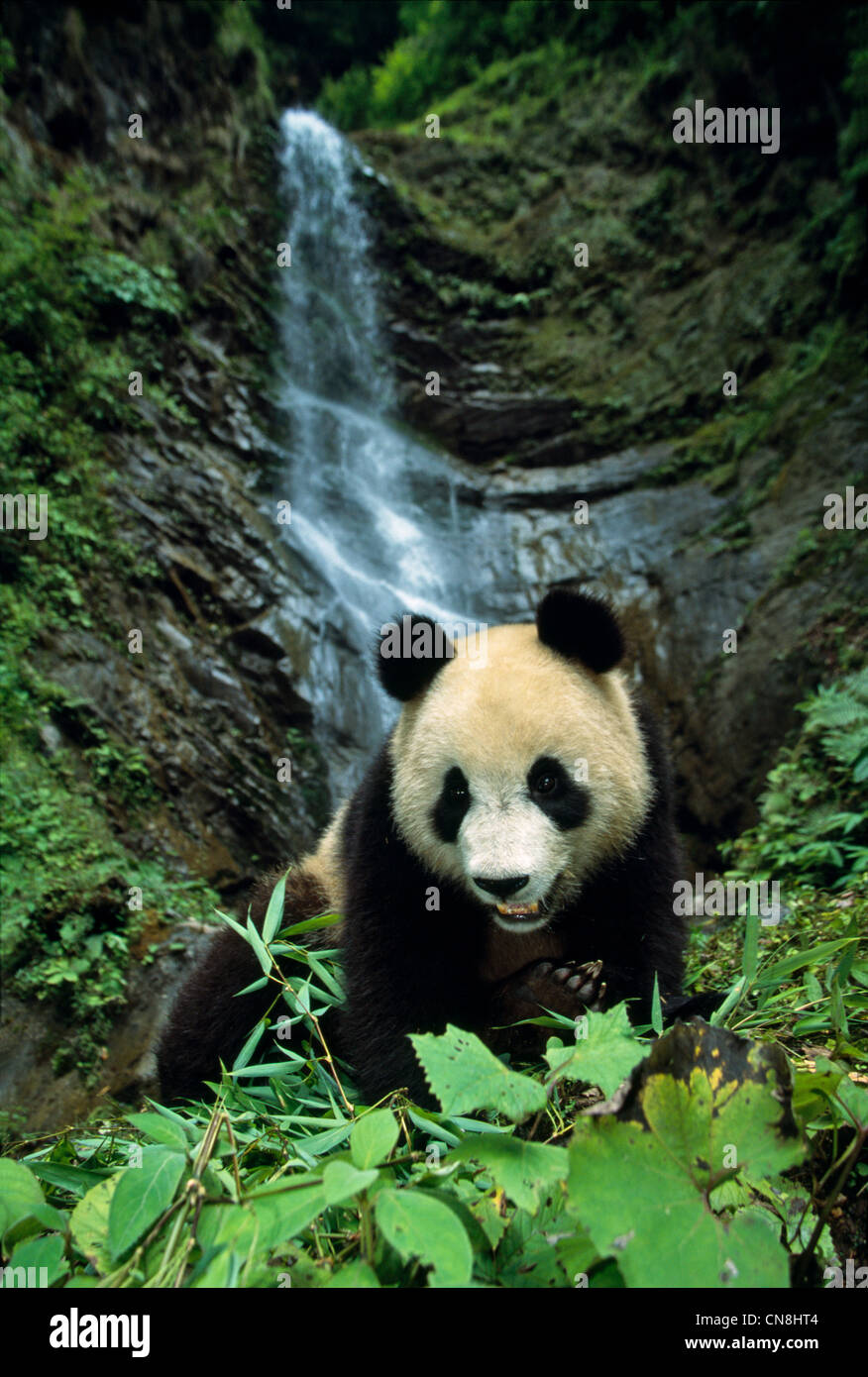 Giant Panda Cubs Eating Bamboo