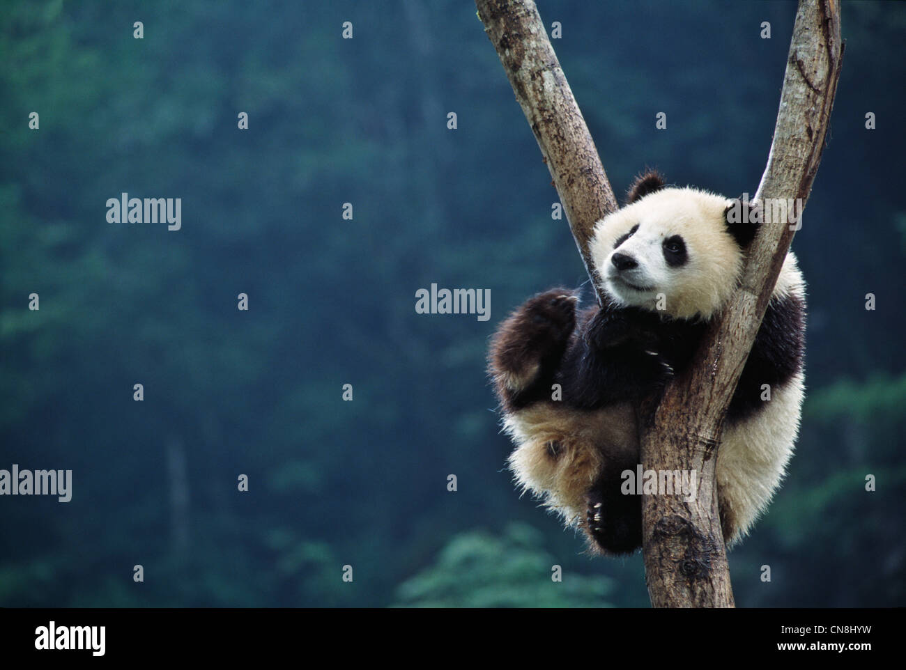 Giant Panda on tree, Wolong Valley, Sichuan, China Stock Photo - Alamy