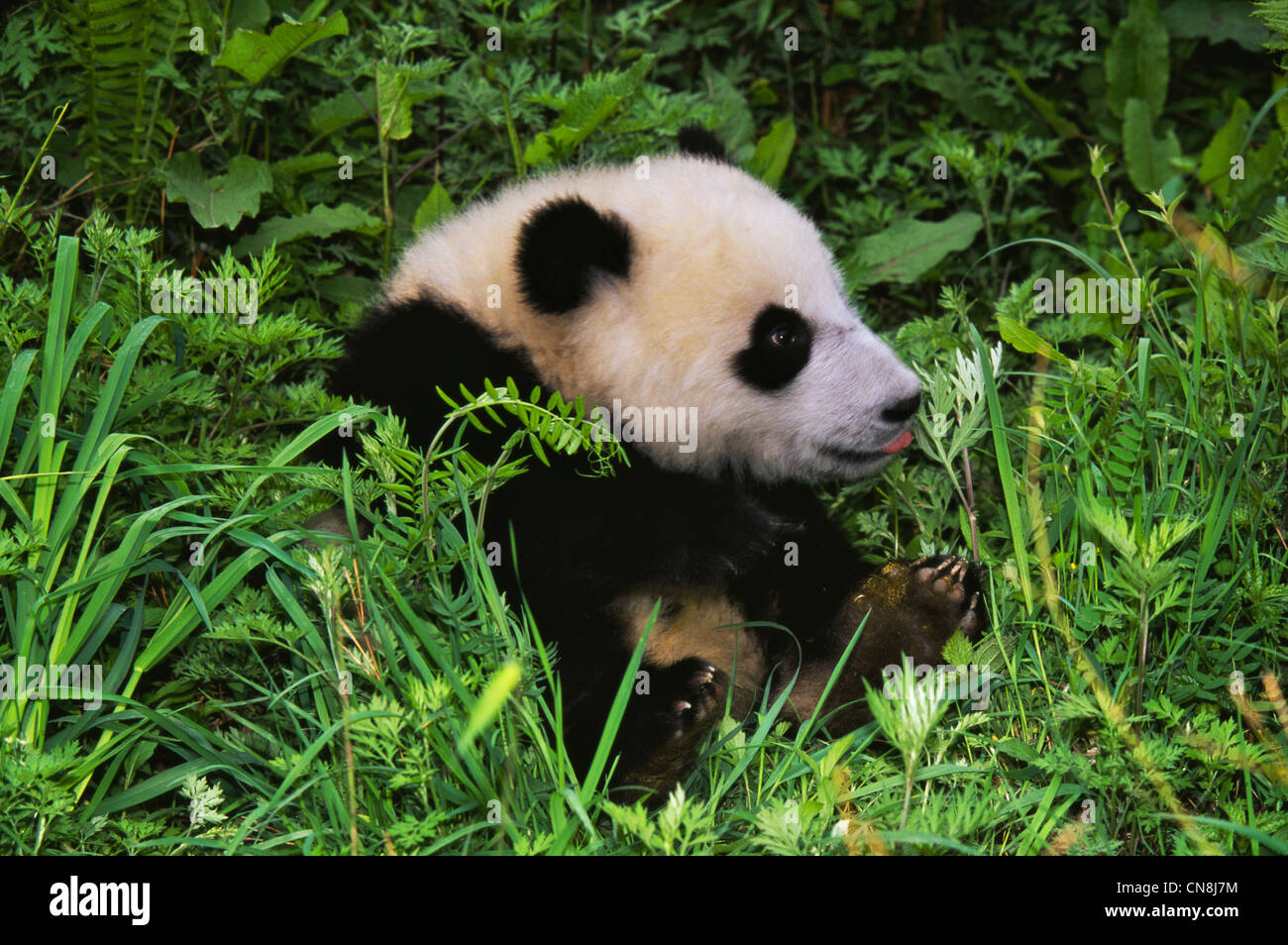 Giant Panda cub eating bamboo in the bush, Wolong, Sichuan, China Stock ...
