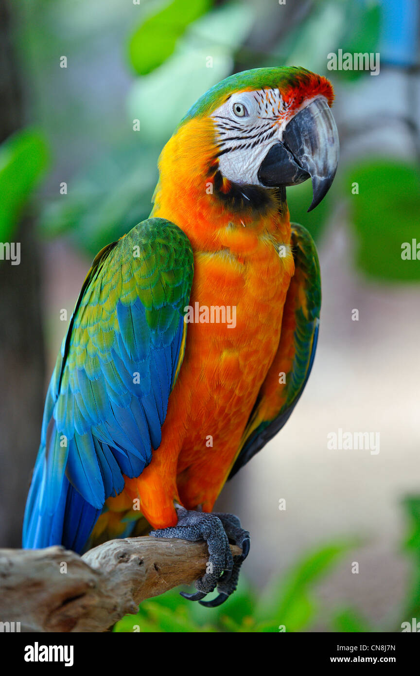 Bahama parrot hi-res stock photography and images - Alamy