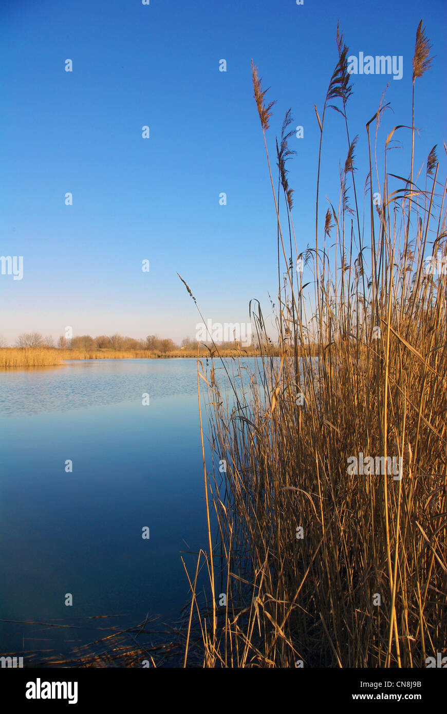 Marsh marshland marshes reed hi-res stock photography and images - Alamy