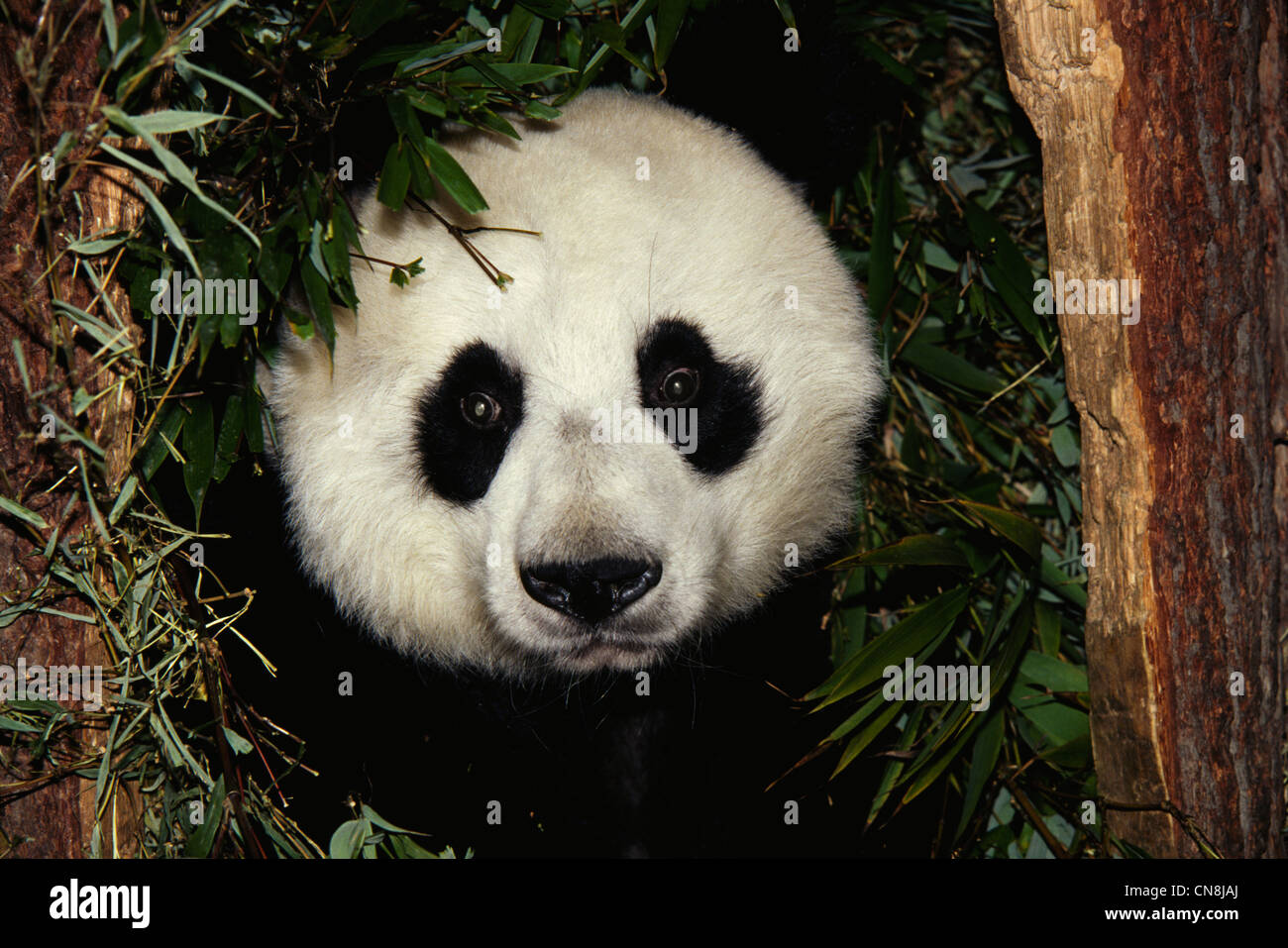 Giant Panda mother in the den, Wolong, Sichuan, China Stock Photo - Alamy