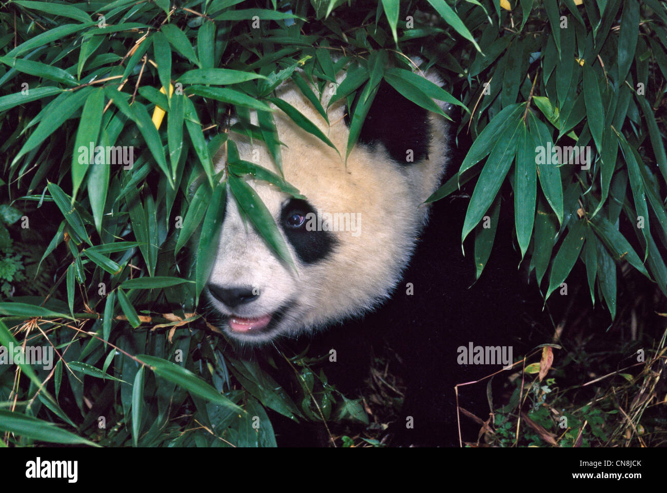 CP81053: Panda cub in the bamboo bush, Wolong, Sichuan, China RS9000250 ...