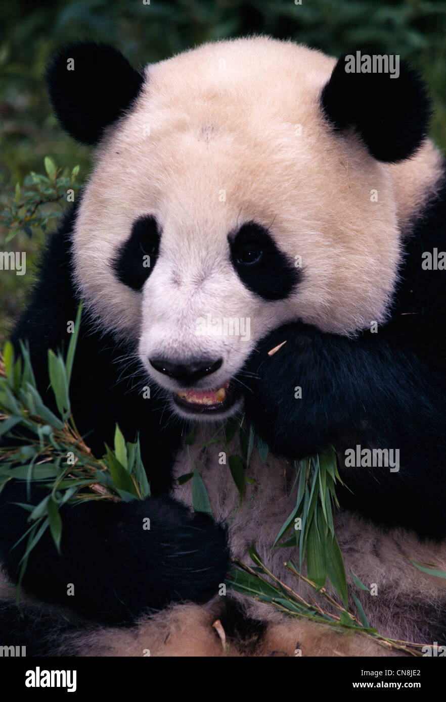 Giant Panda eating bamboo in the bush, Wolong, Sichuan, China Stock ...