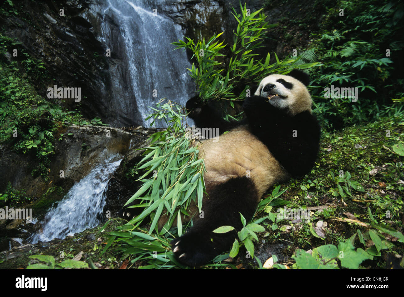 Giant Panda cub eating bamboo by the waterfall, Wolong, Sichuan, China ...