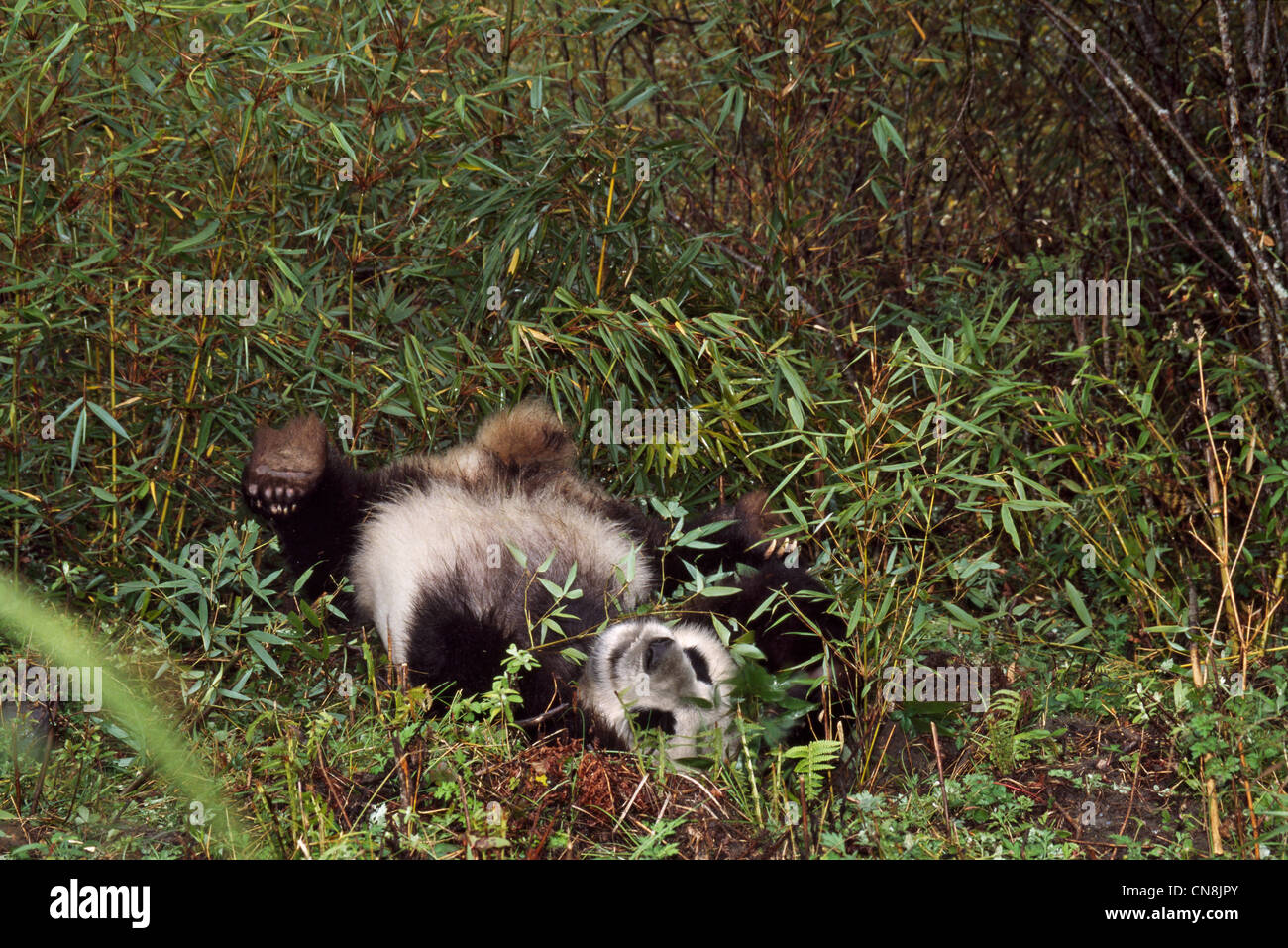 Giant Panda cub play in the bamboo bush, Wolong, Sichuan, China Stock ...