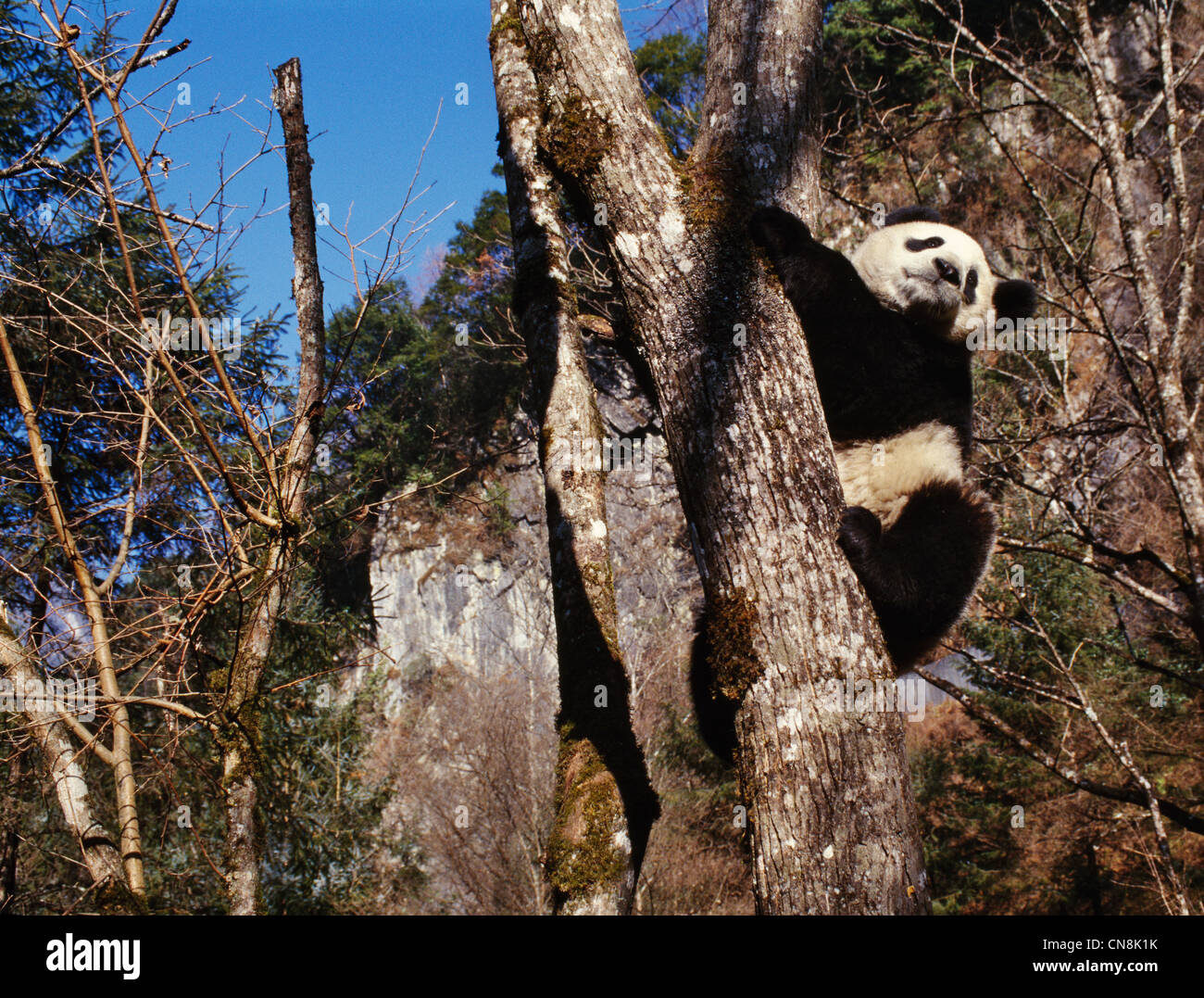Giant Panda on tree, Wolong Valley, Sichuan, China Stock Photo - Alamy