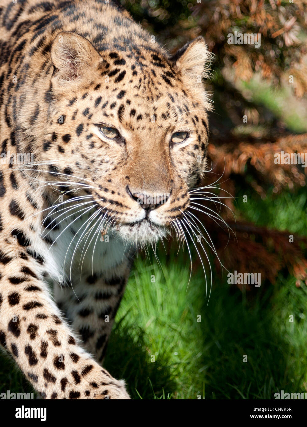 Male Amur leopard walking towards camera Stock Photo - Alamy