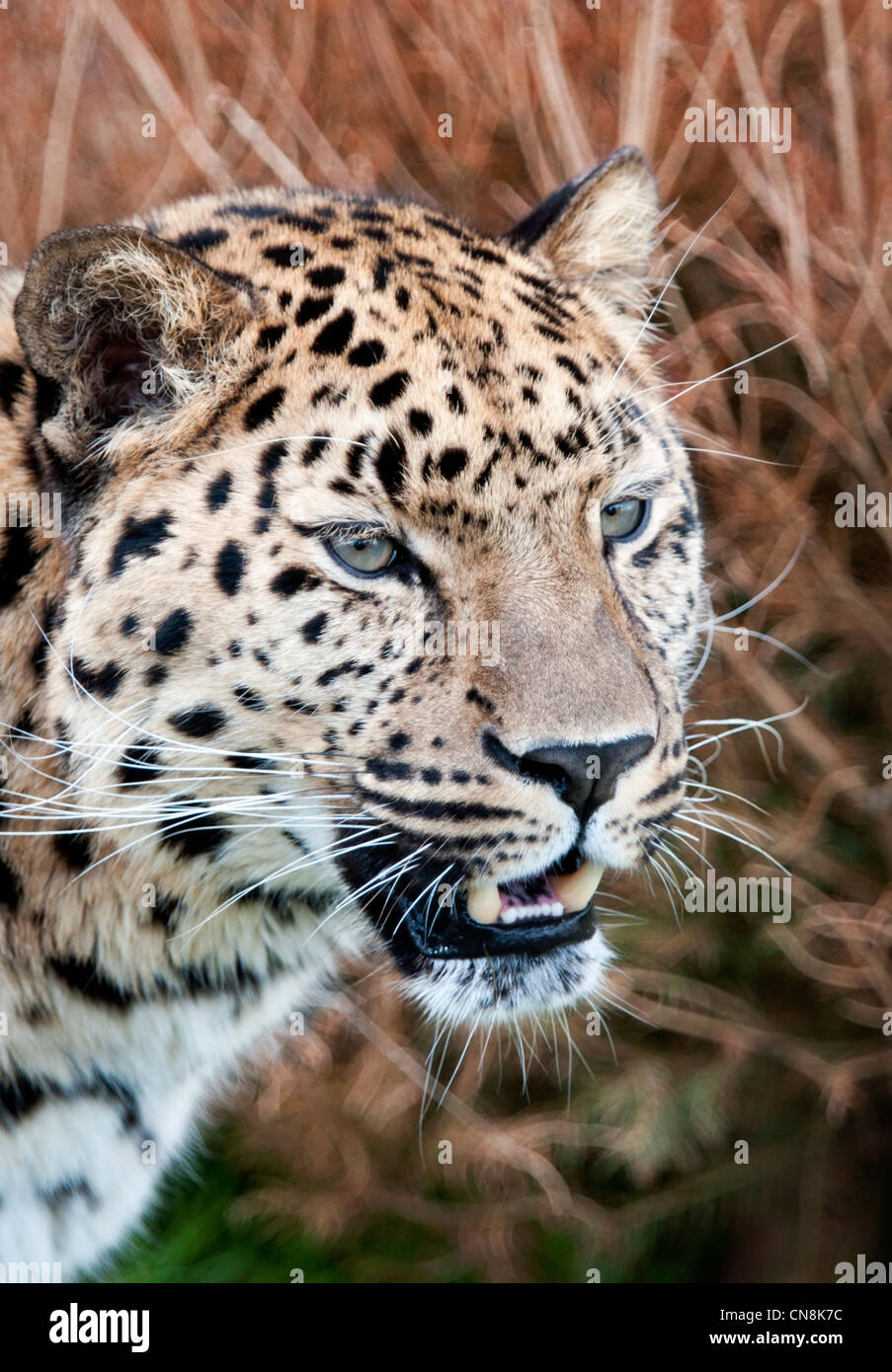 Male Amur leopard Stock Photo - Alamy