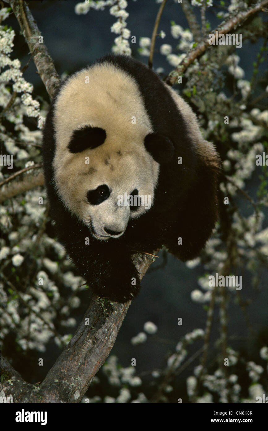 Baby pandas reserve hi-res stock photography and images - Alamy