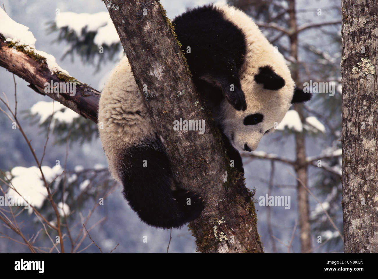Giant Panda cub on tree, Wolong Valley, Sichuan, China Stock Photo - Alamy