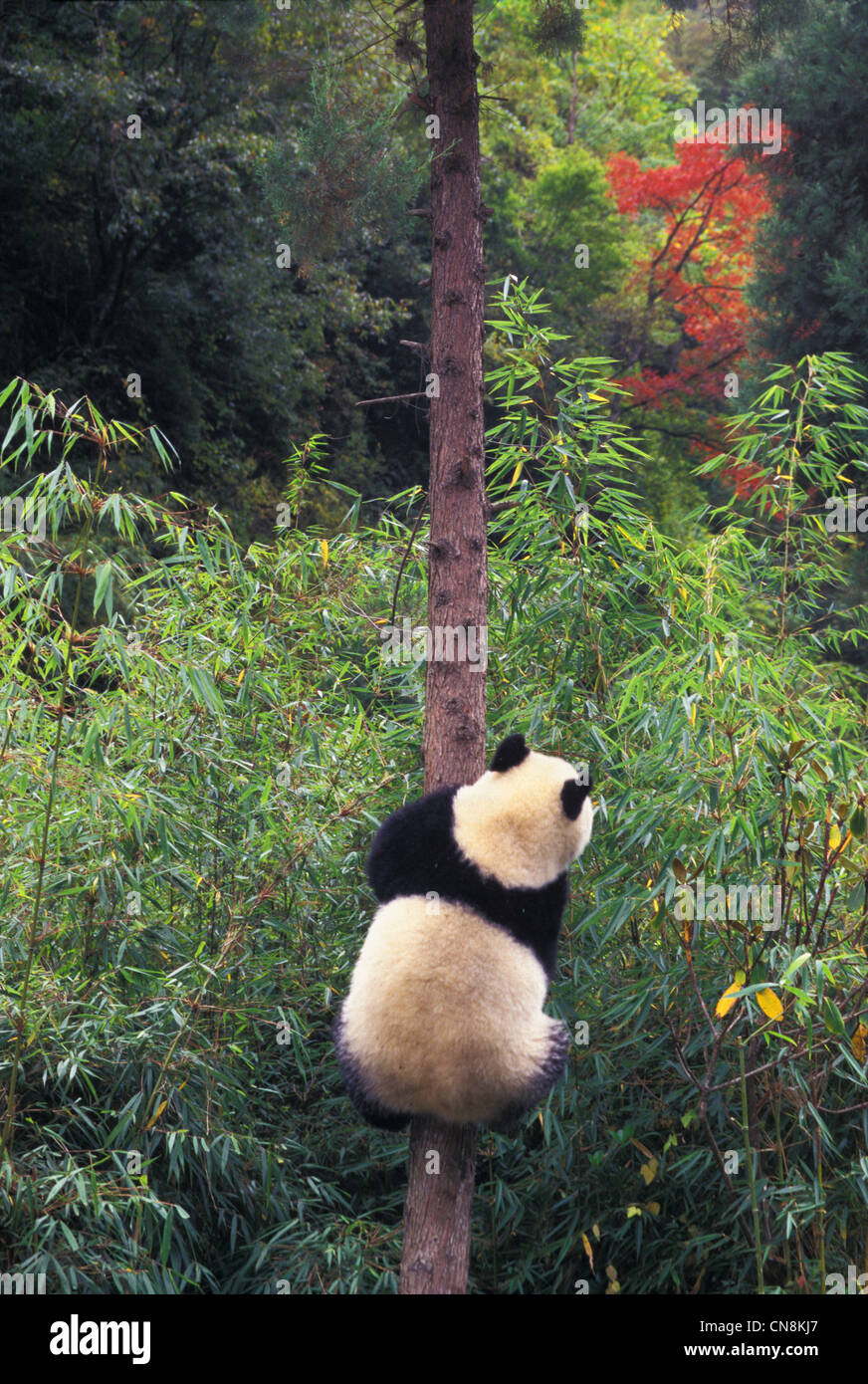 Giant pandas china climbing hi-res stock photography and images - Alamy