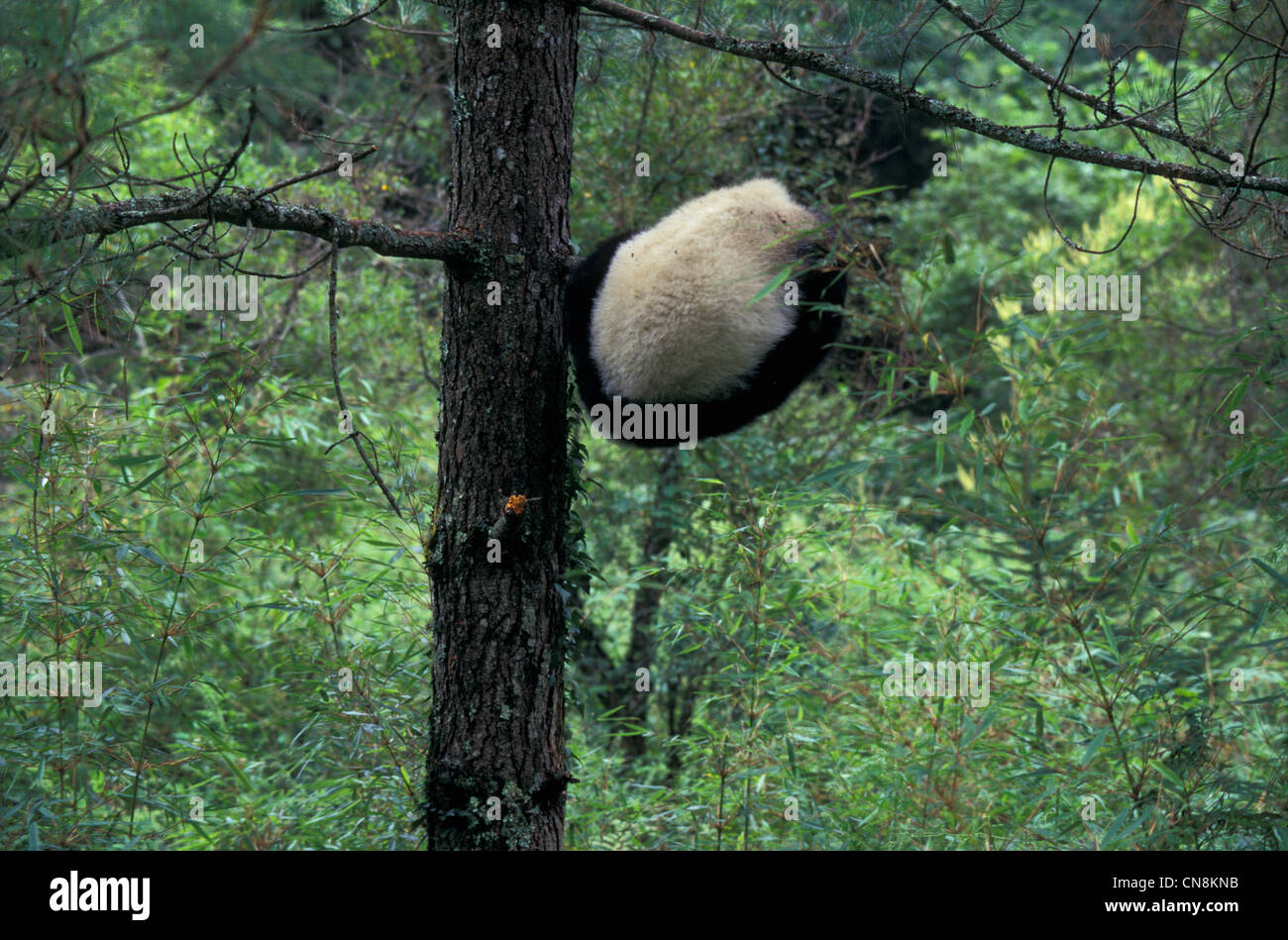 Pandas playing hi-res stock photography and images - Alamy
