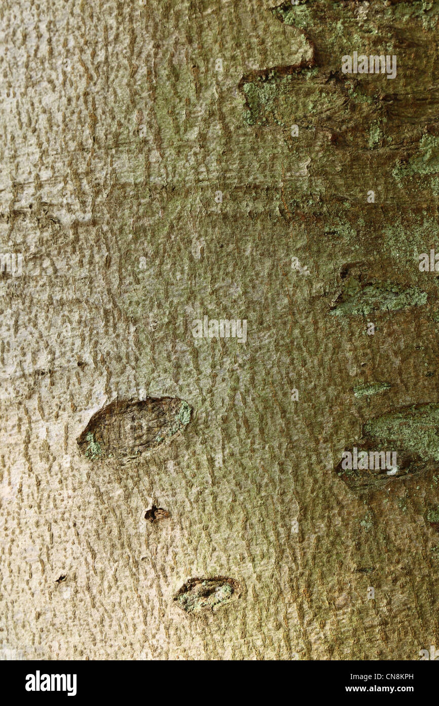 green n tree bark texture background Stock Photo - Alamy