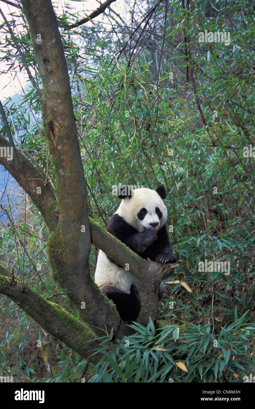 Panda cub with tree, Wolong, Sichuan Province, China Stock Photo - Alamy