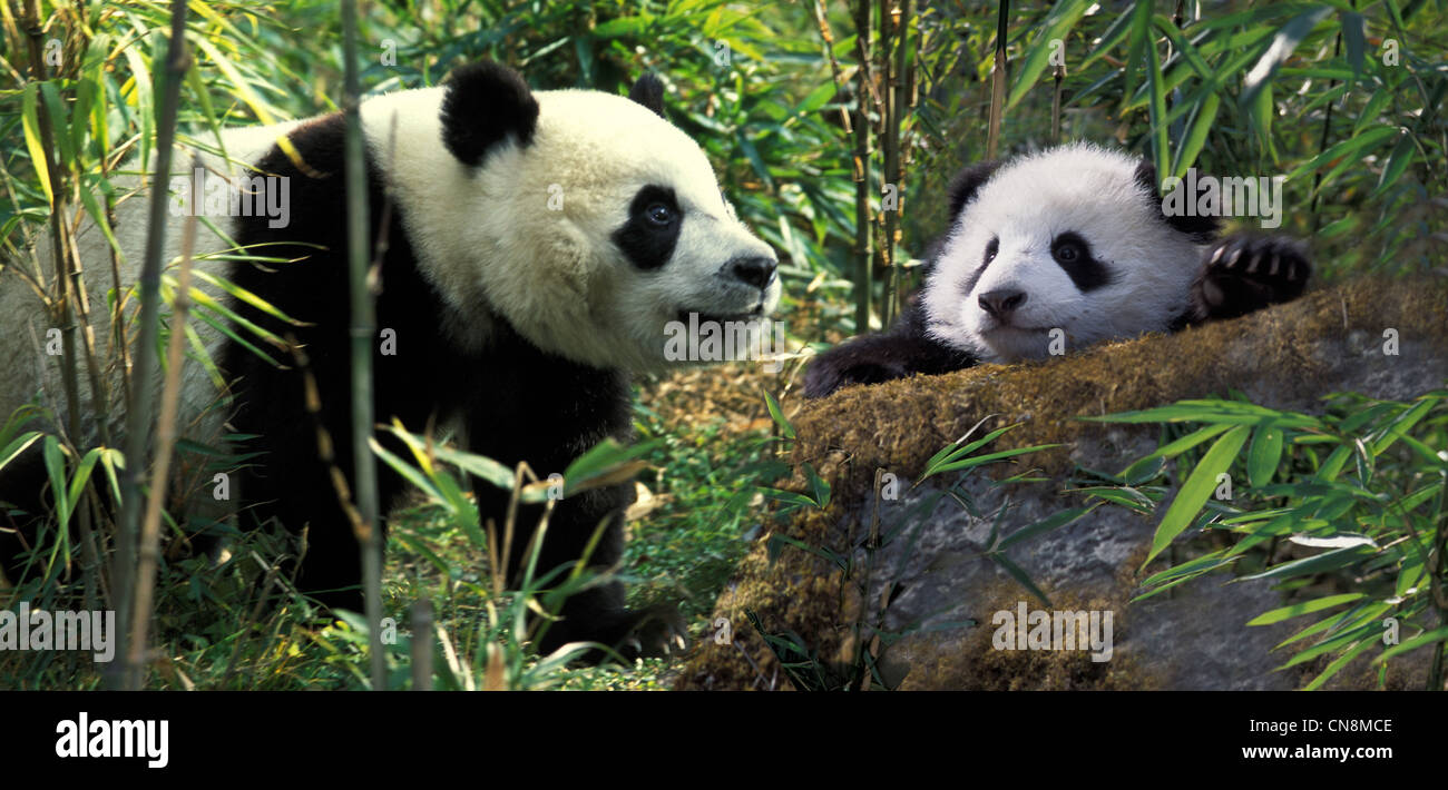 Mother Giant Panda with cub in the bamboo bush, Wolong, Sichuan, China ...