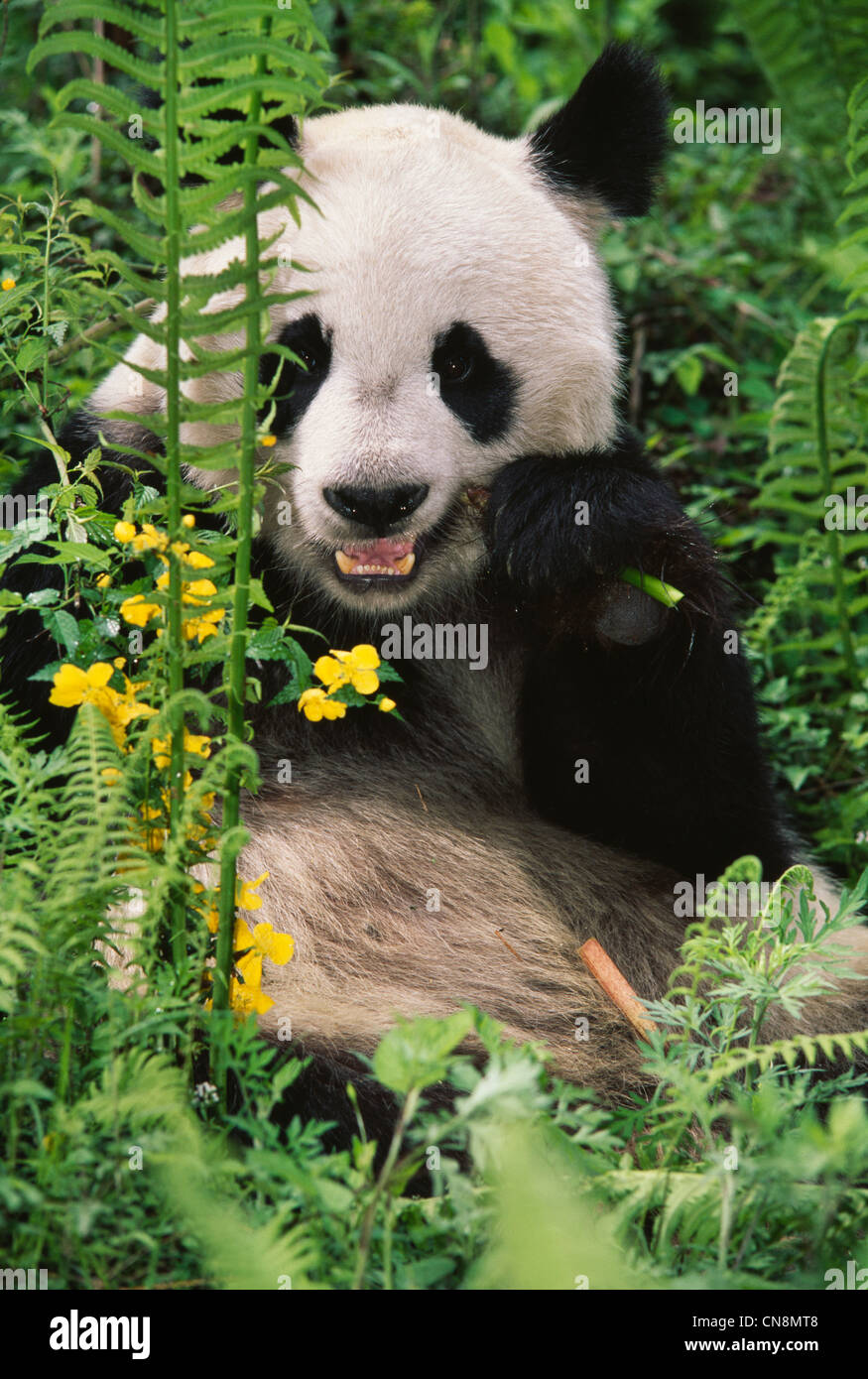 Pand bamboo forest hi-res stock photography and images - Alamy