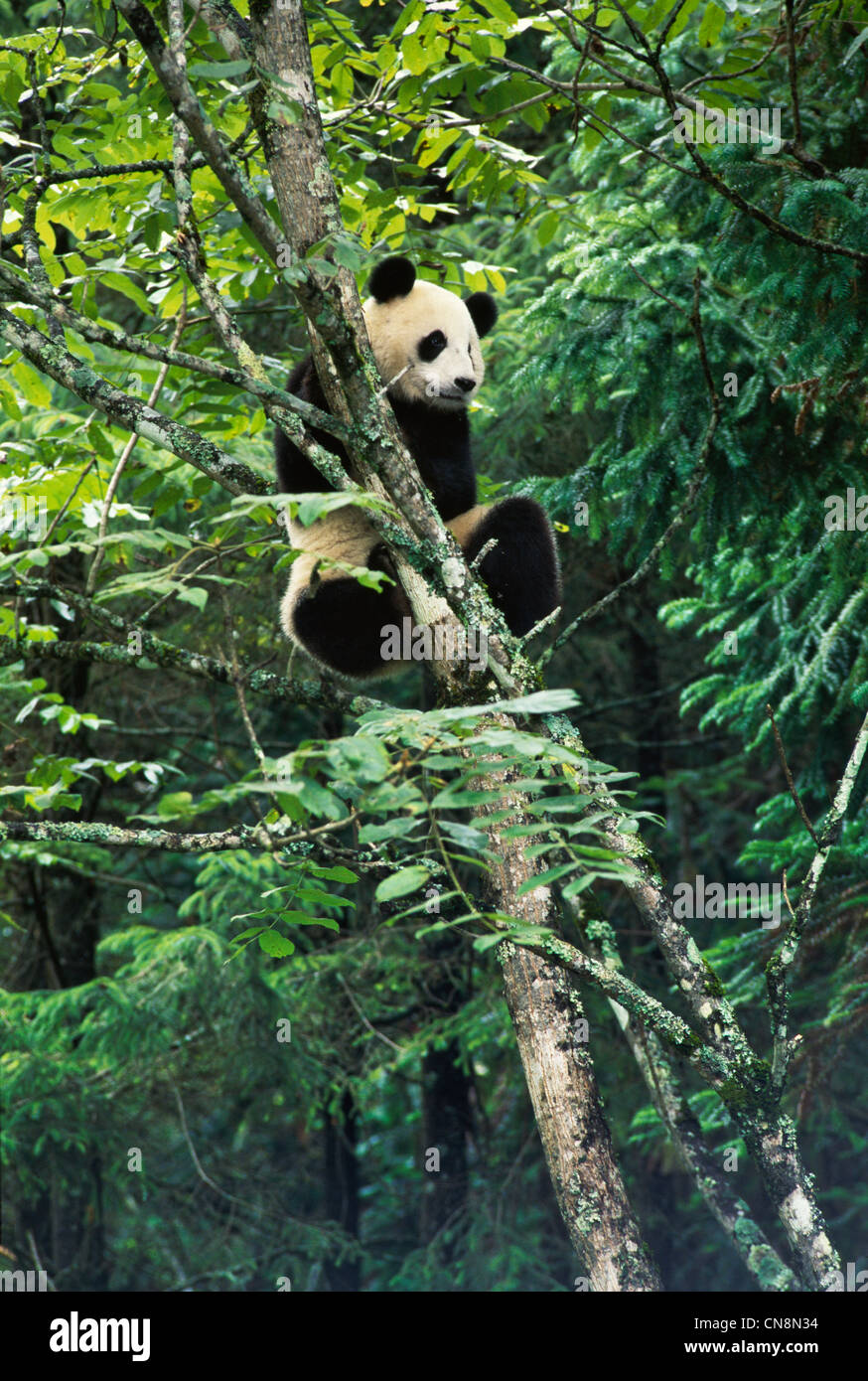 Giant Panda cub playing on tree, Wolong, Sichuan, China Stock Photo - Alamy