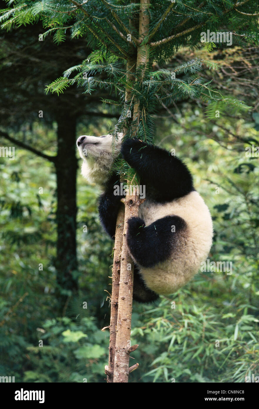 Panda cub on tree, Wolong, Sichuan Province, China Stock Photo - Alamy