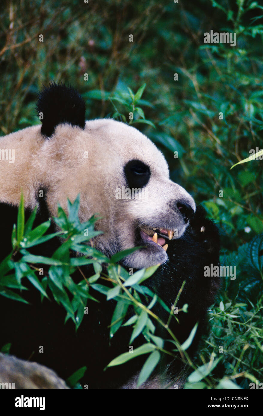 Pand in the wild hi-res stock photography and images - Alamy