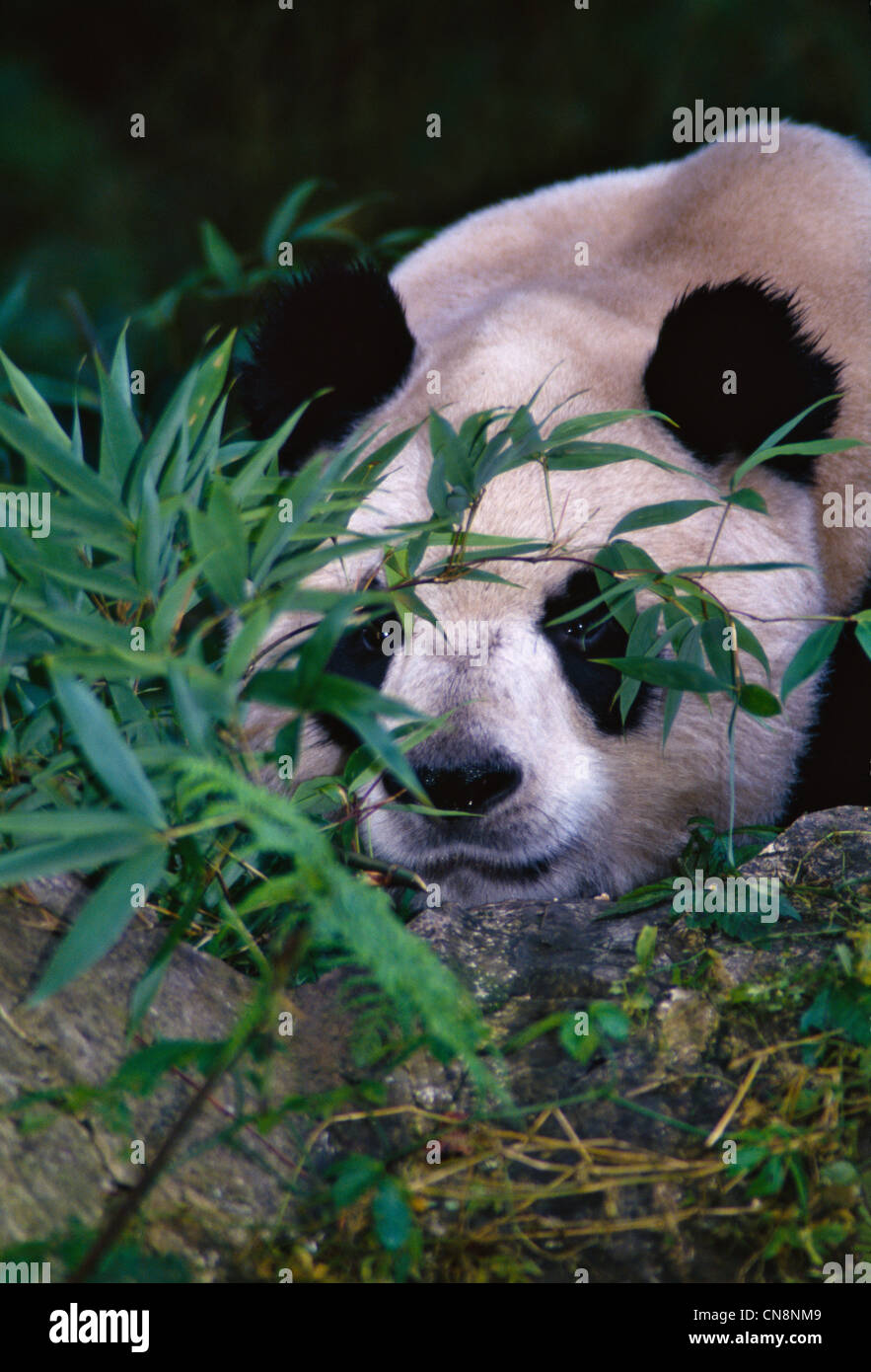 Giant Panda cub in the bamboo bush, Wolong, Sichuan, China Stock Photo ...