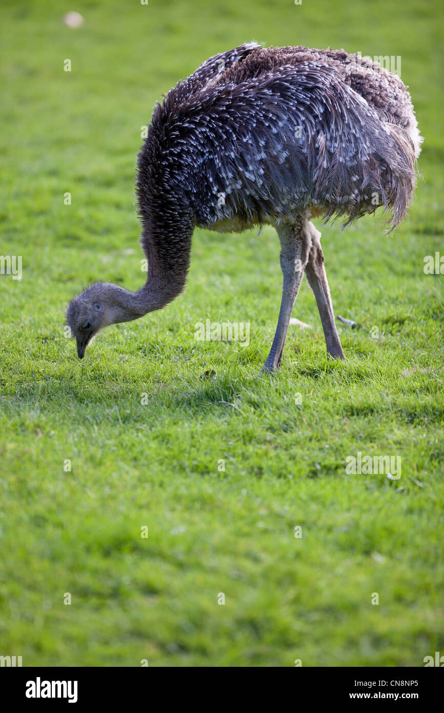 Ostrich pose hi-res stock photography and images - Alamy