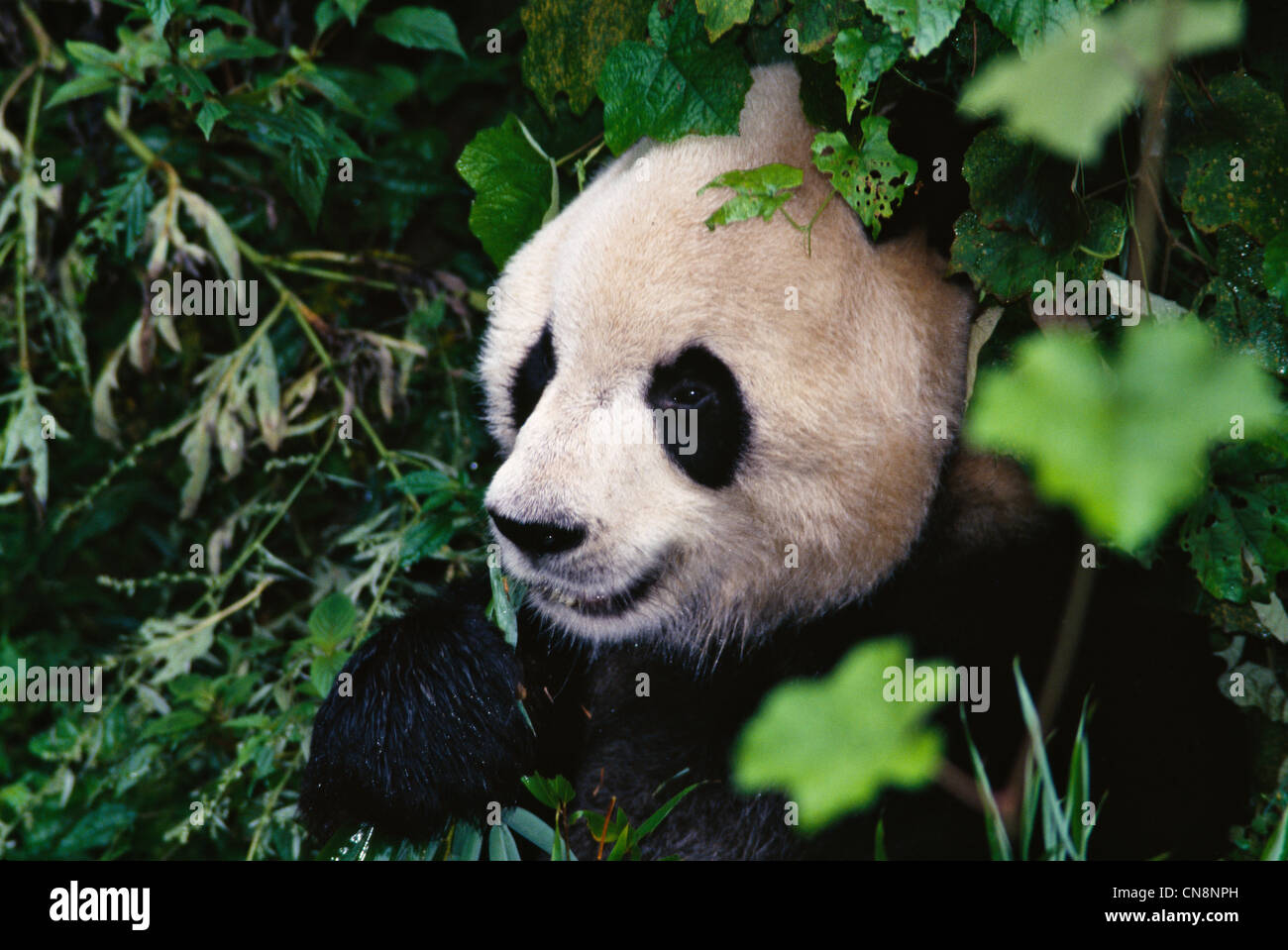 Pand bamboo forest hi-res stock photography and images - Alamy