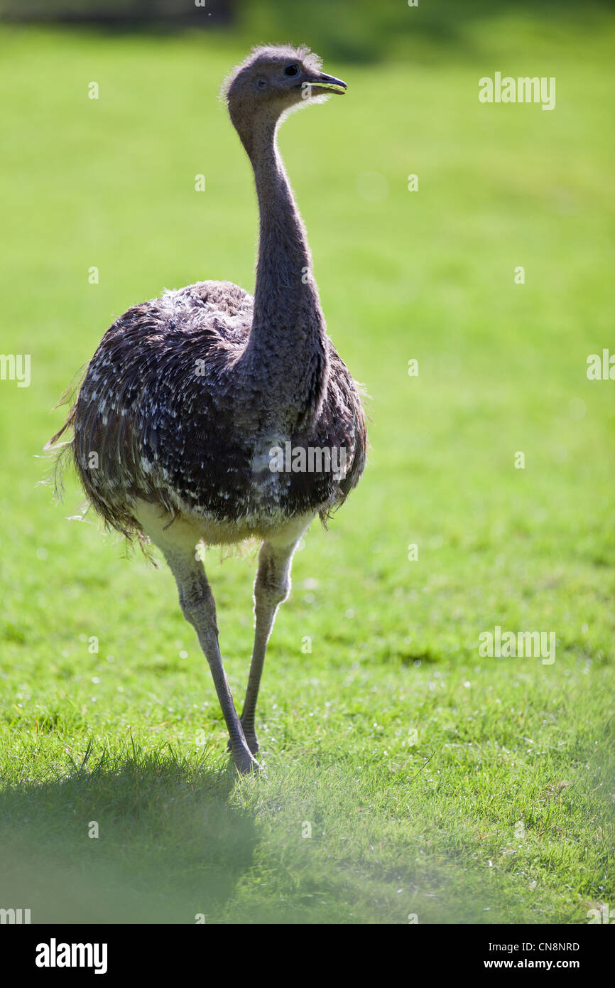 Ostrich pose hi-res stock photography and images - Alamy