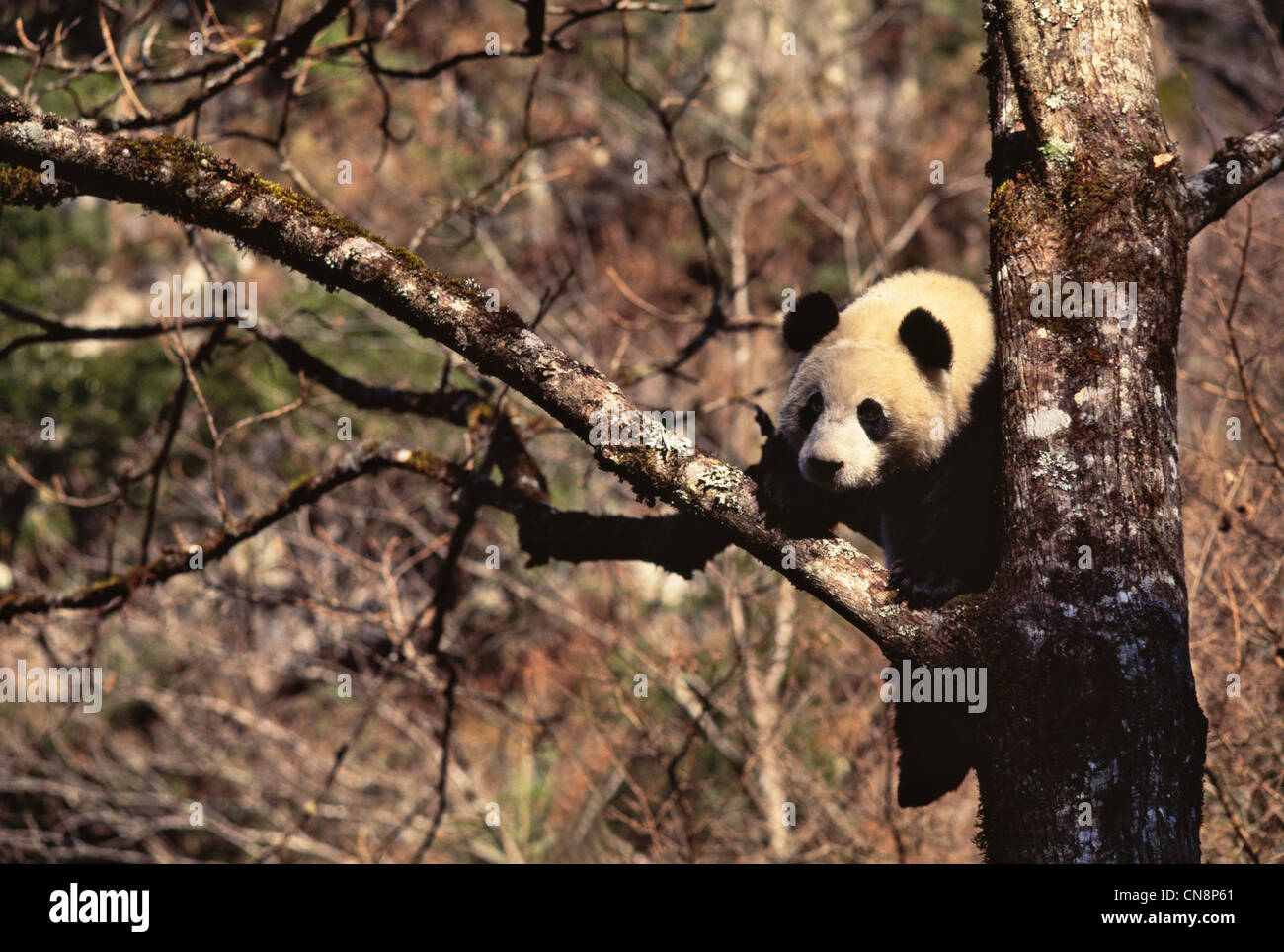 Pand baby hi-res stock photography and images - Alamy