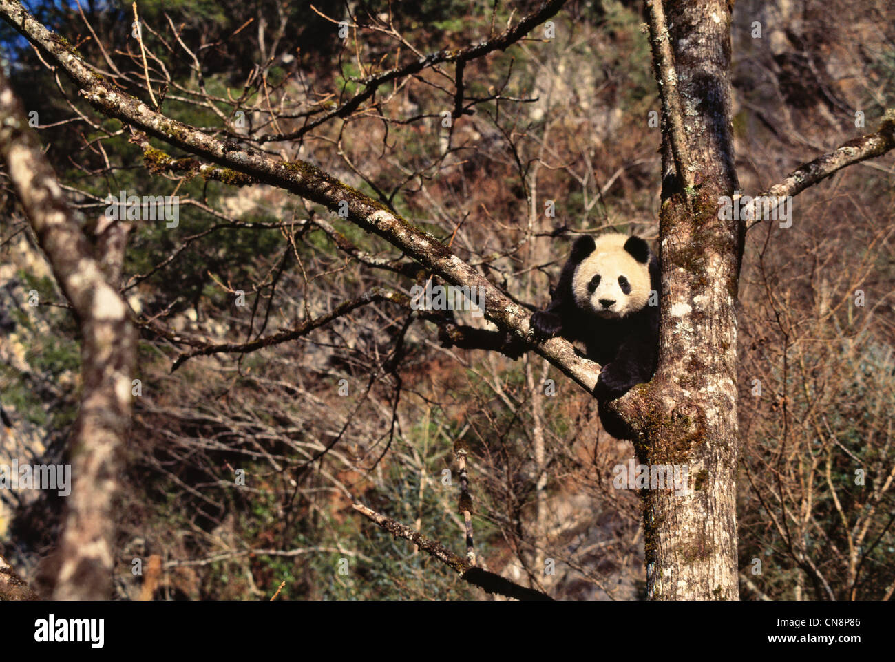 Giant Panda cub on tree, Wolong Valley, Sichuan, China Stock Photo - Alamy