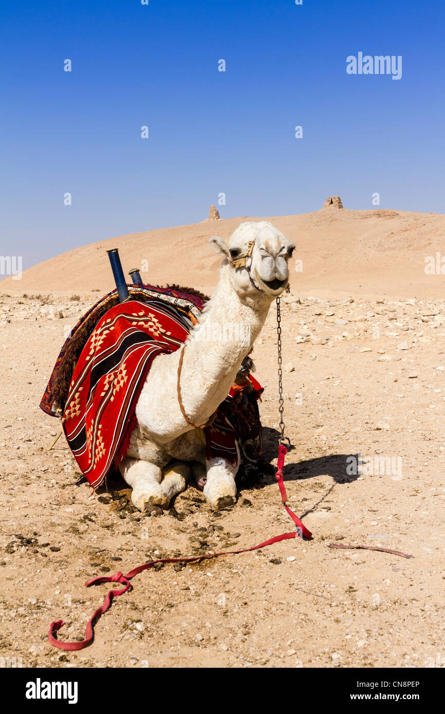 Camel awaiting riders at the ancient Roman ruins in Palmyra, Syria ...