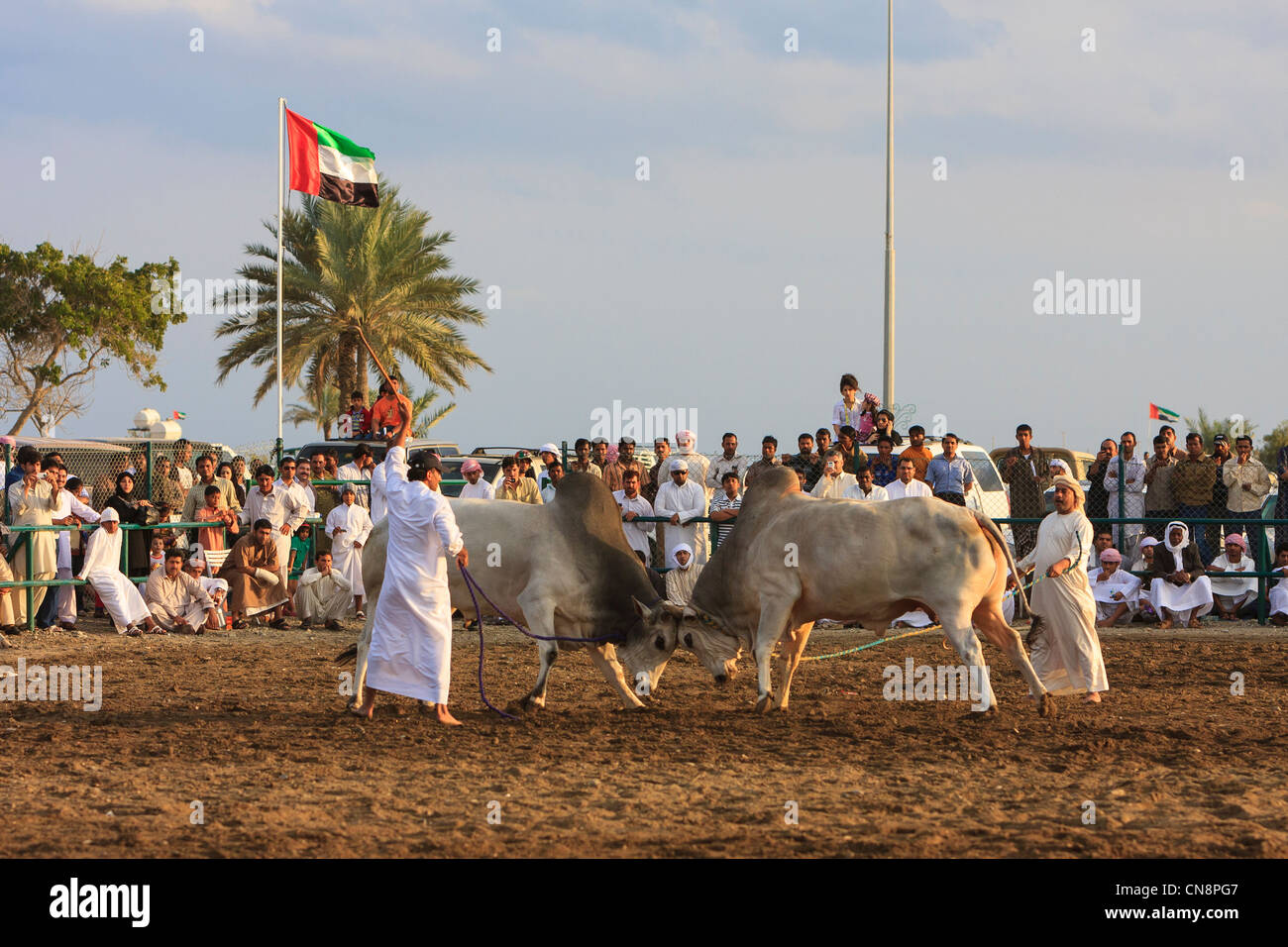 Fujairah bulls hi-res stock photography and images - Alamy