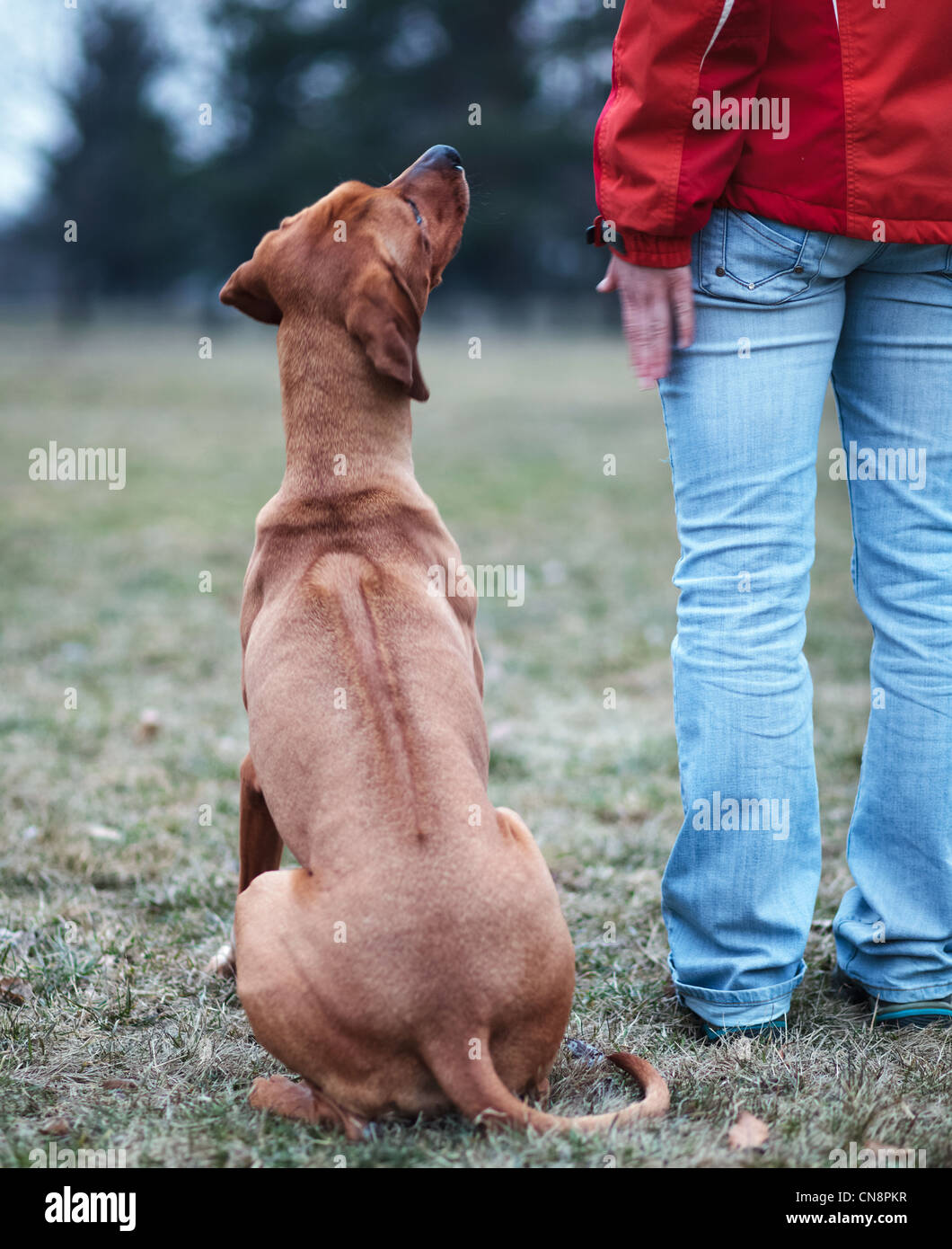 Master and her obedient (rhodesian ridgeback) dog Stock Photo - Alamy